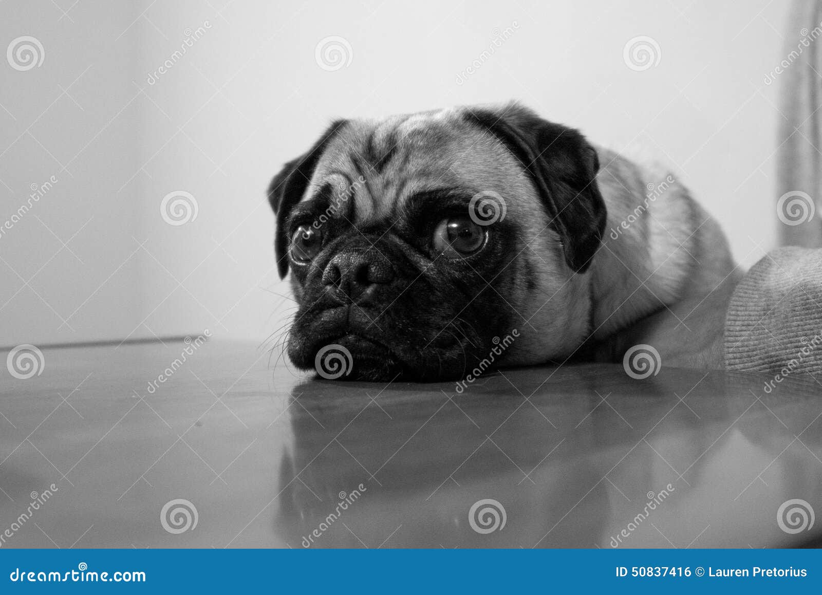 Sad Pug Face stock photo. Image of rest, eyes, animal - 50837416
