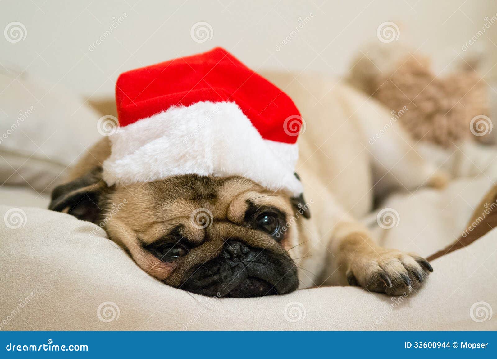 Santa pug stock photo. Image of boredom, xmass, looking - 33600944