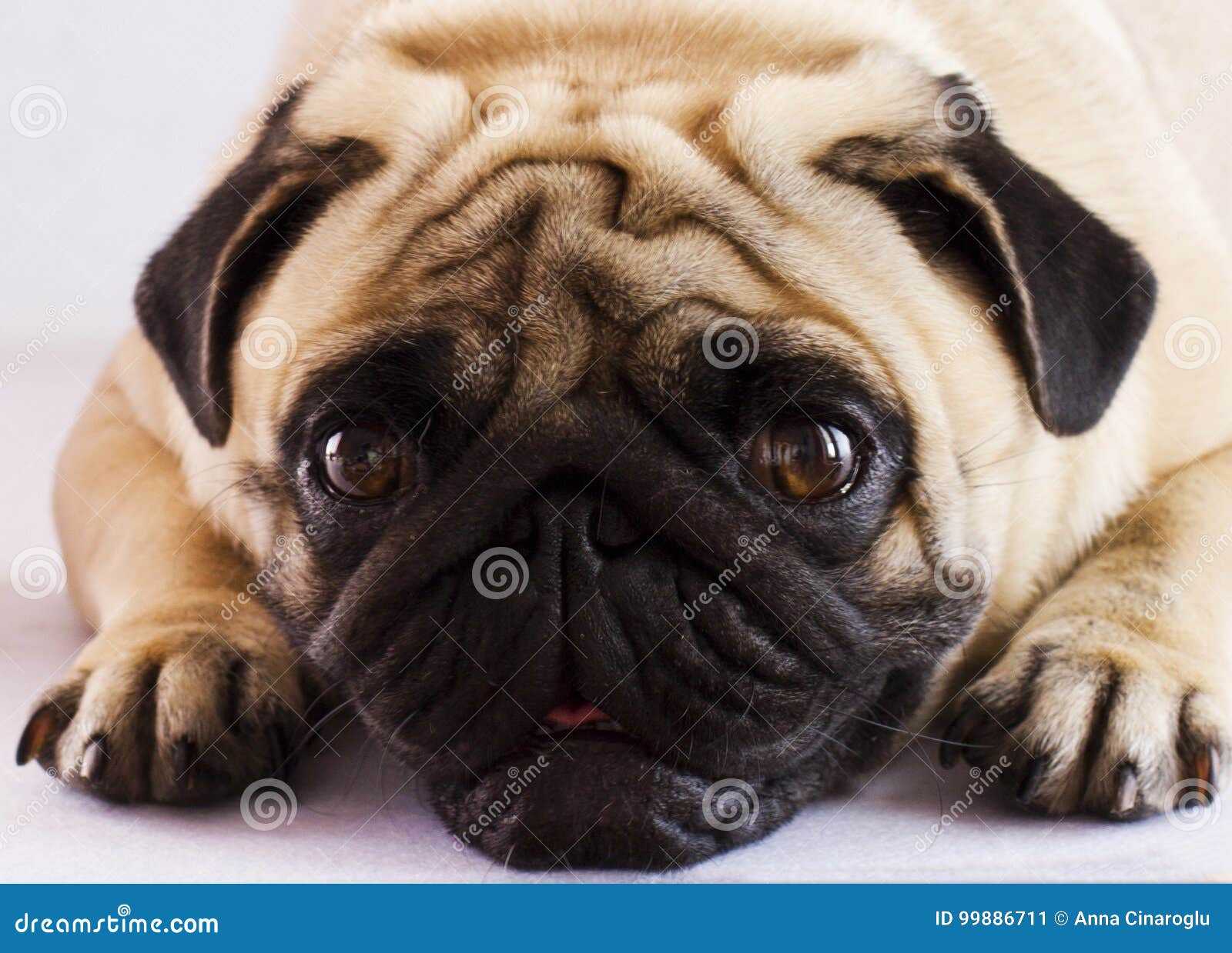 A Sad Pug Lying on a White Background Stock Image - Image of animal ...