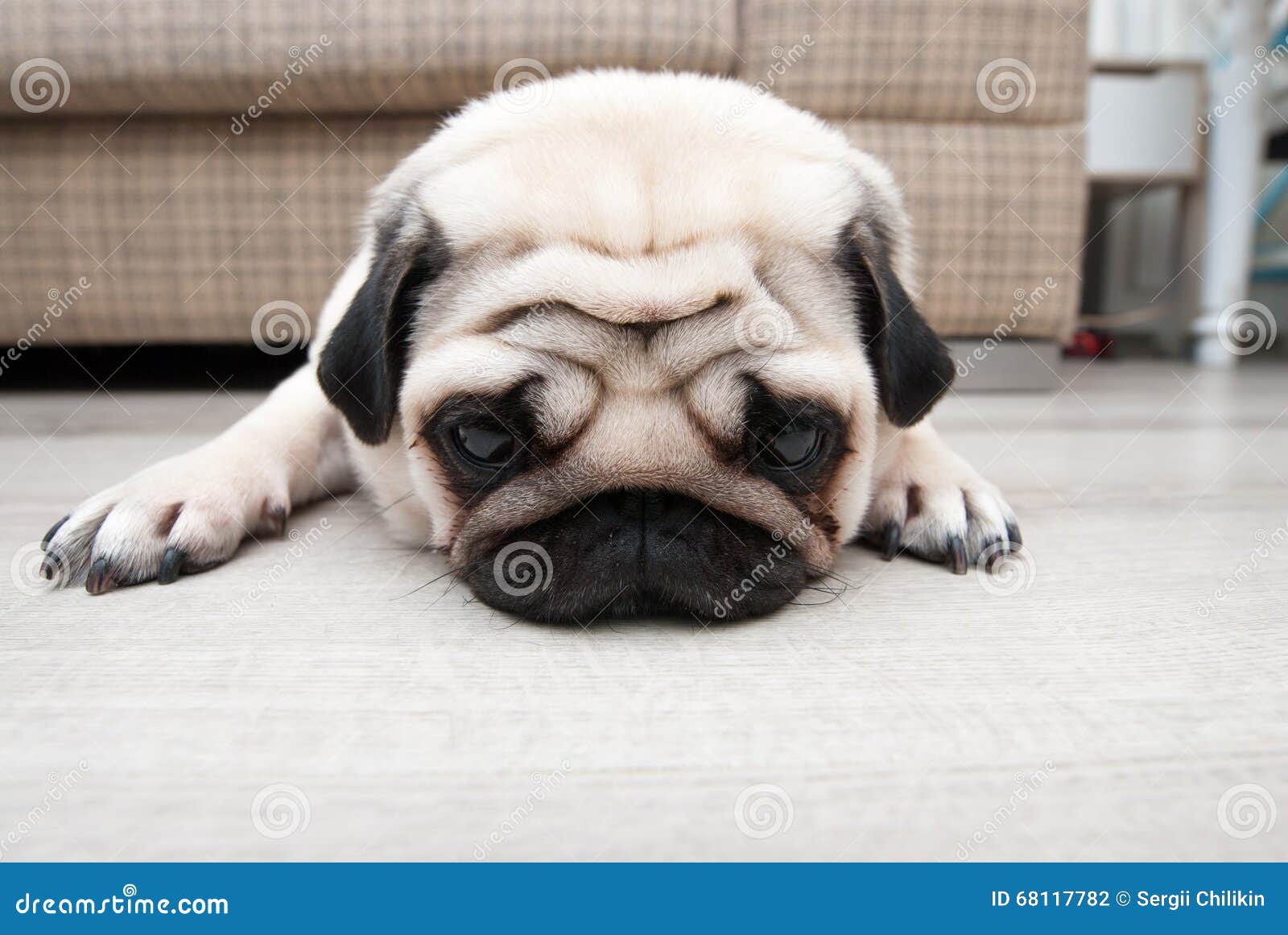 Sad Pug Near the Sofa. Sad Sight Stock Photo - Image of look, muzzle ...