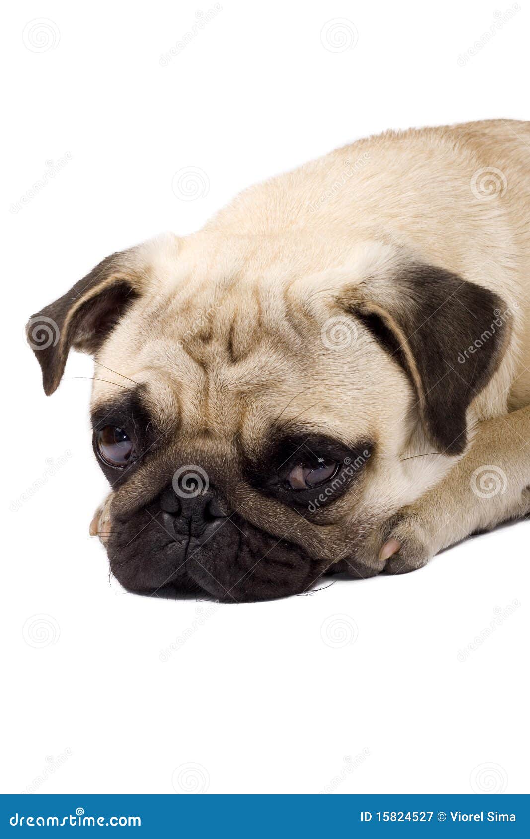Sad Pug Puppy Royalty Free Stock Photography - Image: 15824527