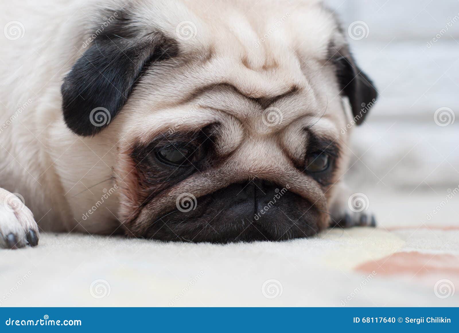 Sad pug. Sad sight stock photo. Image of cute, puppy - 68117640