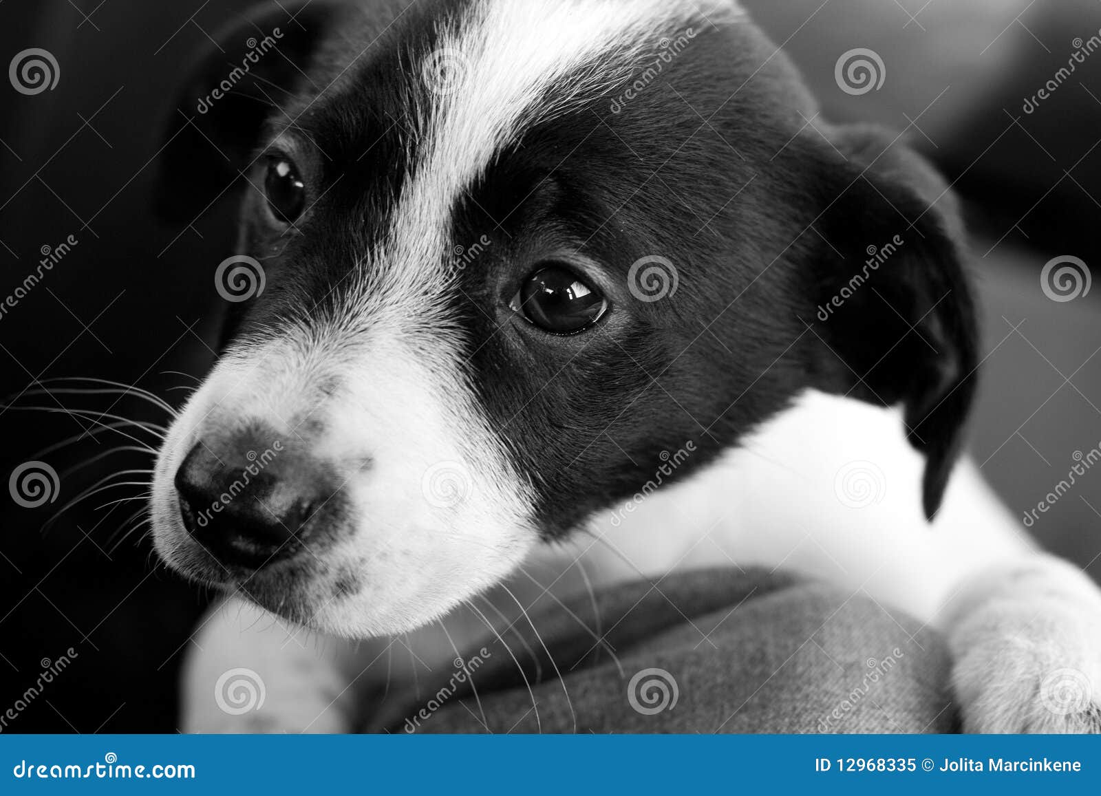 Sad puppy stock image. Image of domestic, guilty, canine - 12968335