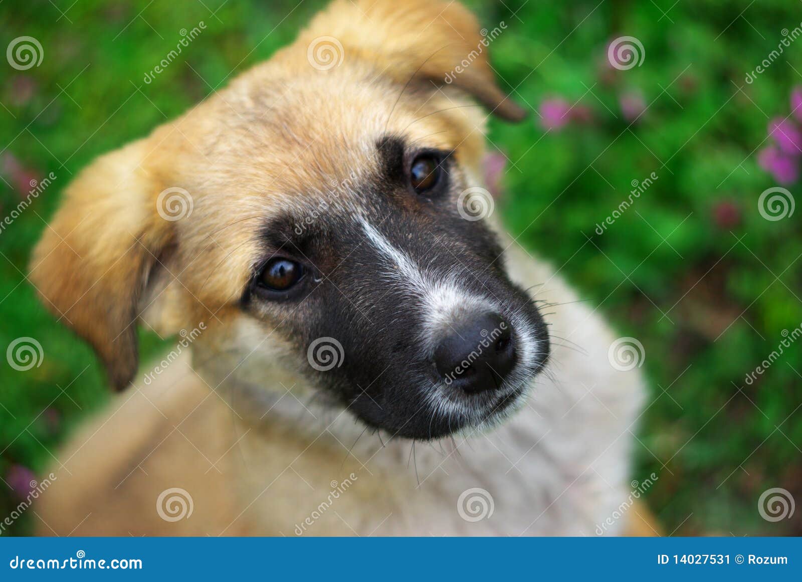 Sad puppy stock image. Image of little, colorful, abandoned - 14027531