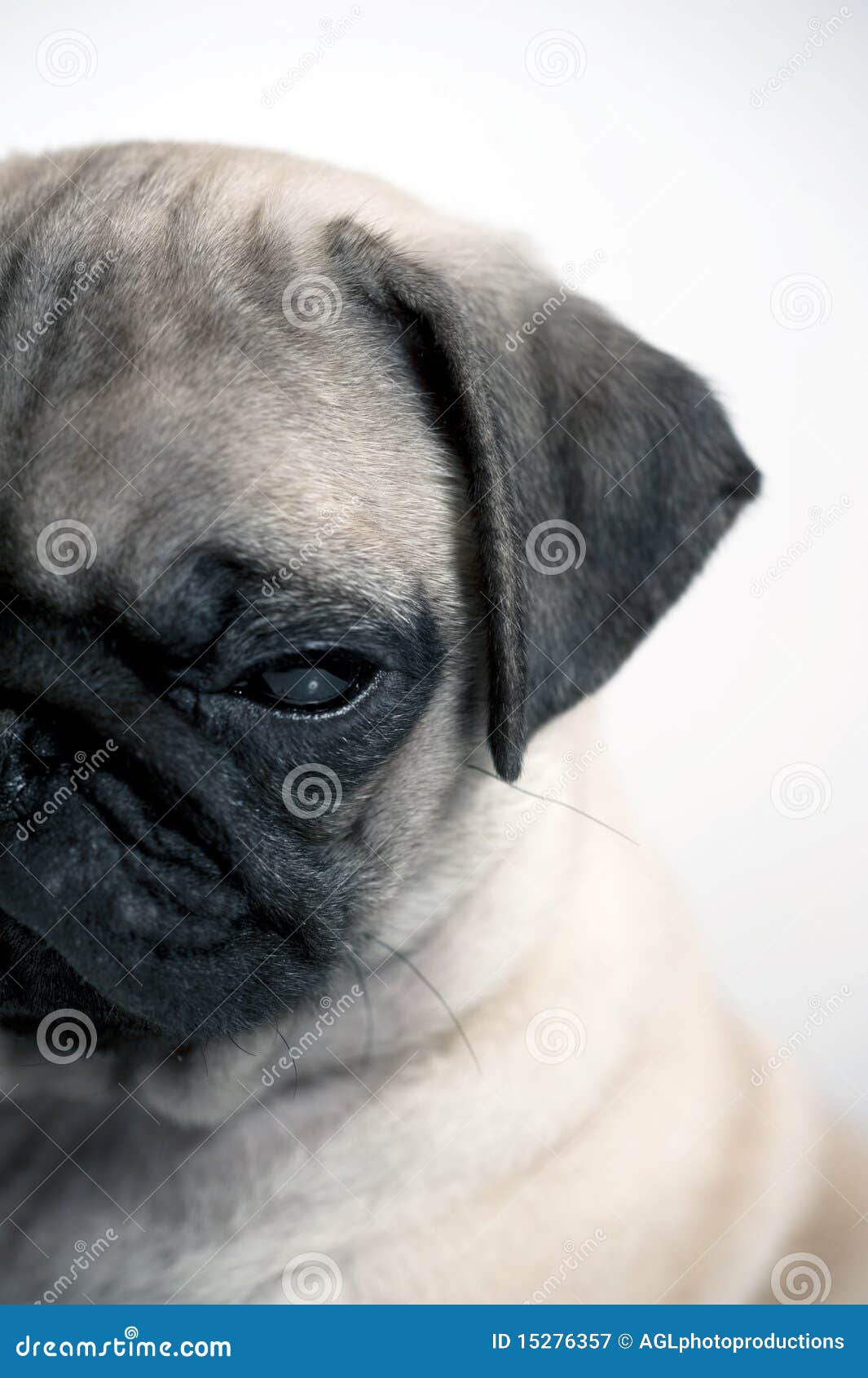 840 Sad Mops Stock Photos - Free & Royalty-Free Stock Photos from ...
