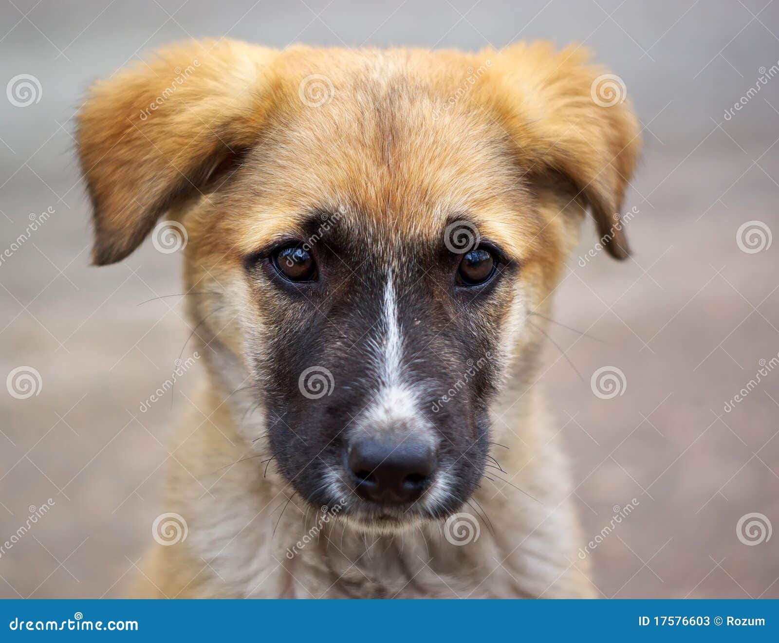 Sad puppy stock image. Image of outdoor, pedigree, head - 17576603