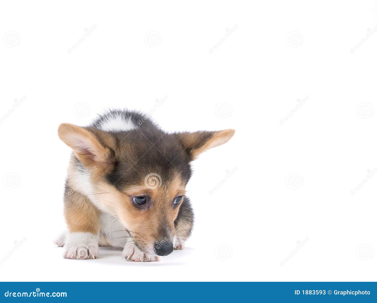 Sad Puppy stock image. Image of funny, canine, adorable - 1883593