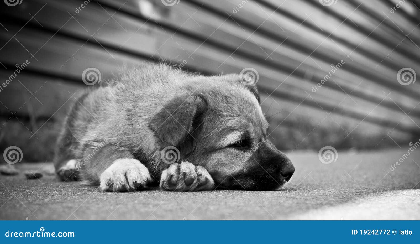 Sad puppy stock photo. Image of social, sleeping, dull - 19242772