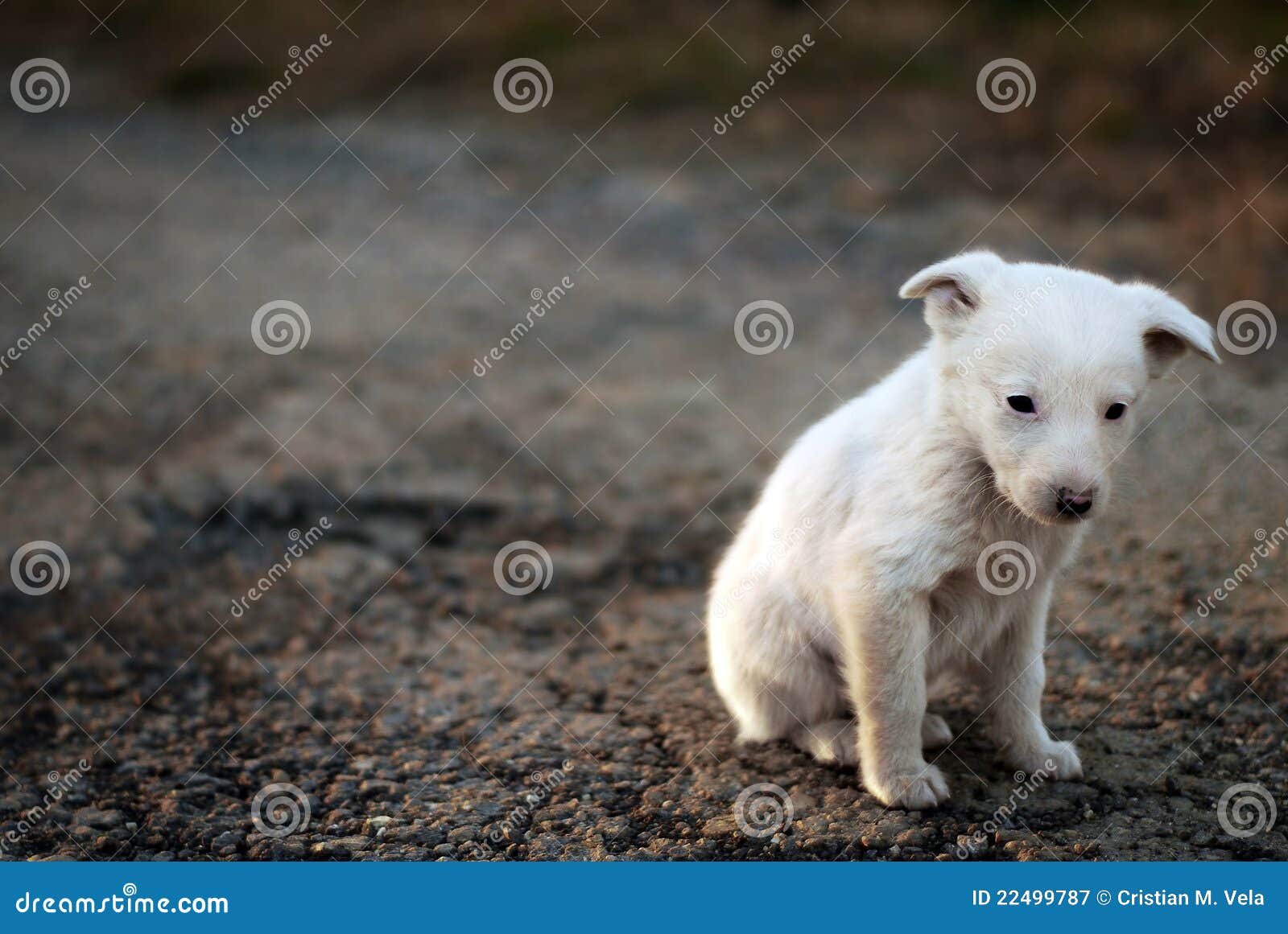 Sad puppy stock image. Image of street, depressed, lonely - 22499787