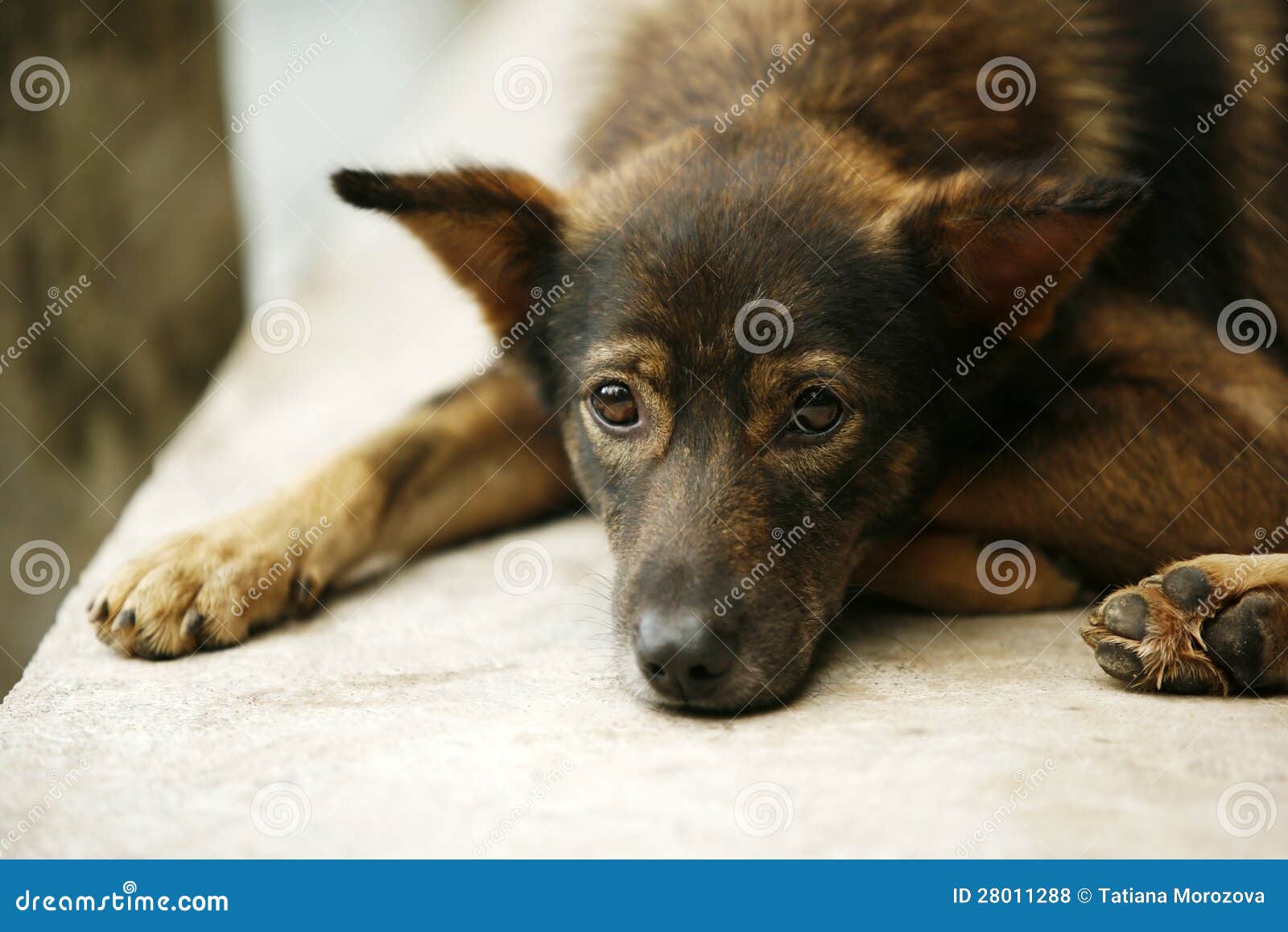 The sad puppy stock photo. Image of laying, golden, green - 28011288