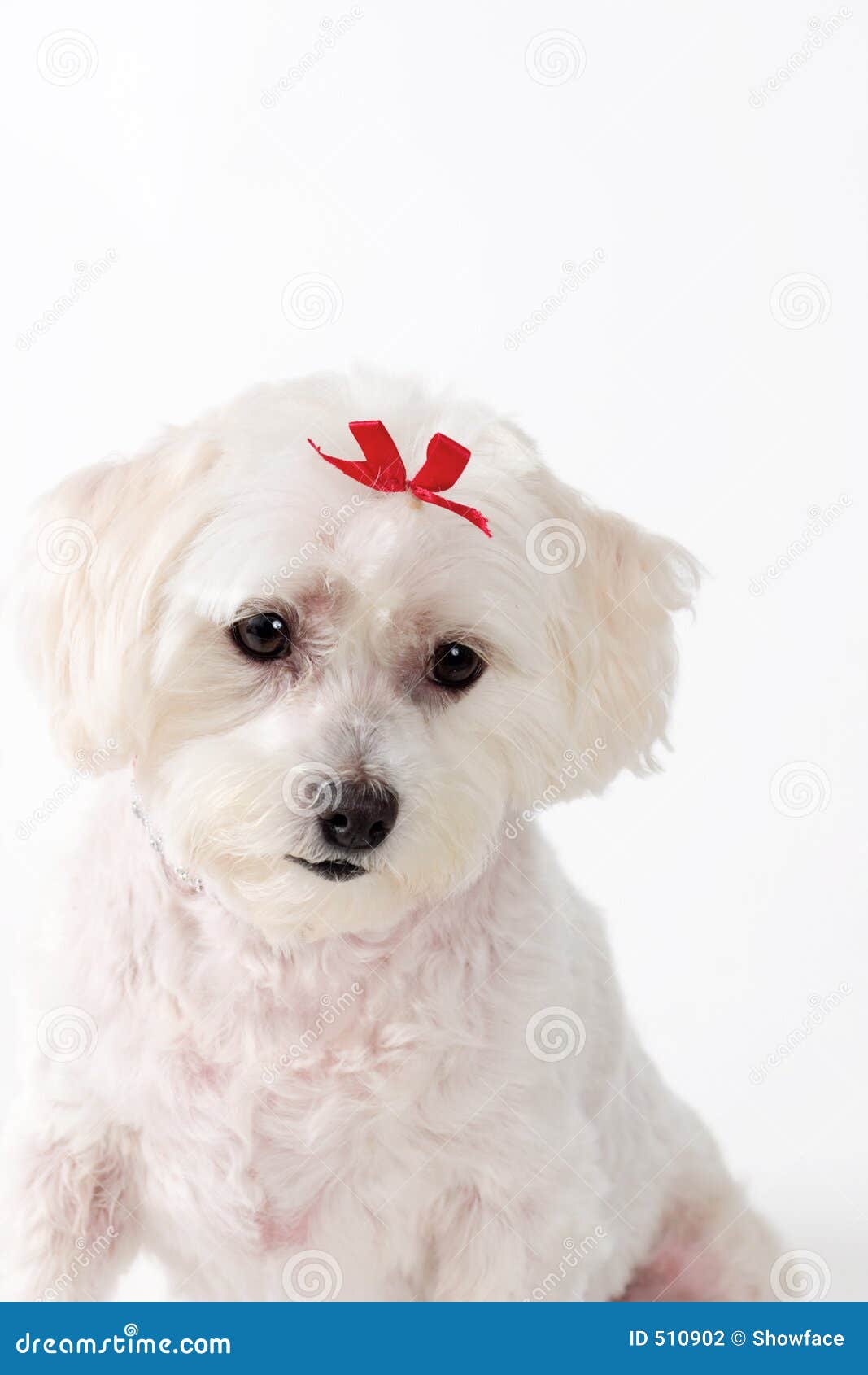 Sad Puppy stock photo. Image of animels, breed, small, dogs - 510902