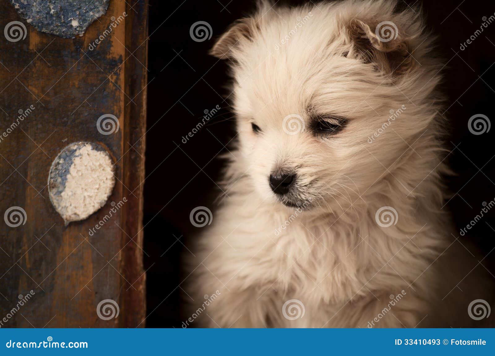 Sad puppy stock image. Image of puppy, adorable, small - 33410493
