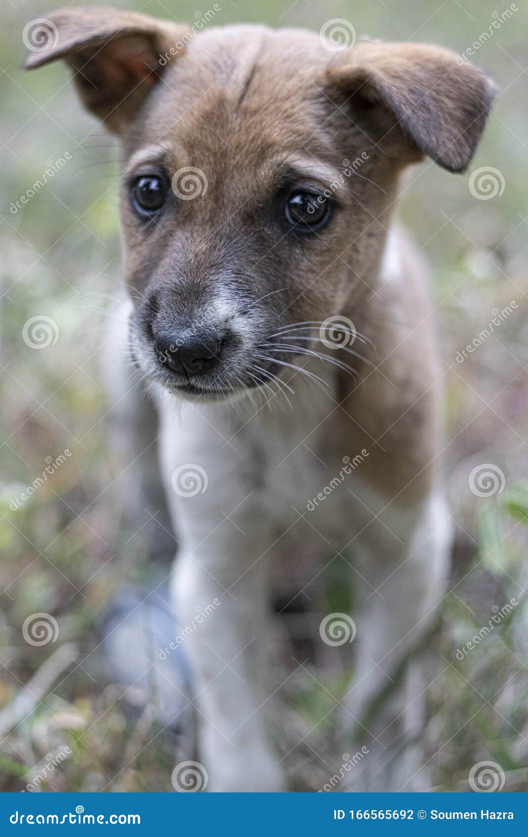 Sad Puppy alone stock photo. Image of mother, stray - 166565692