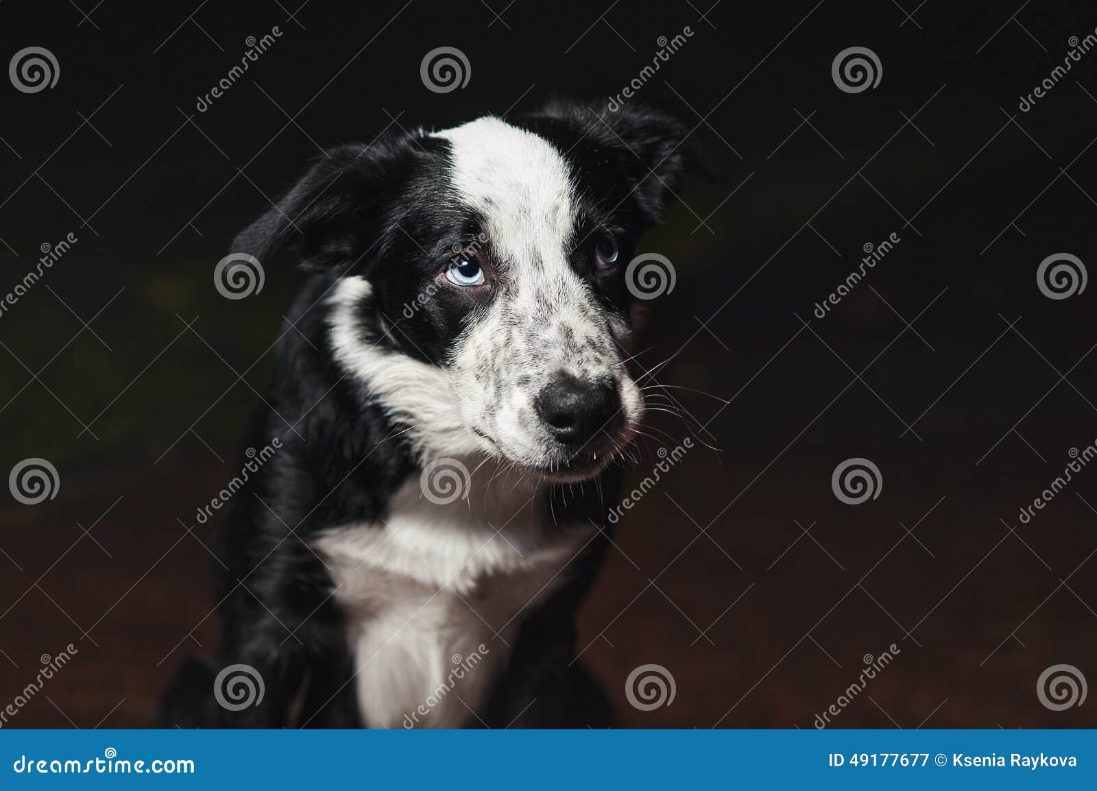 Sad Puppy Border Collies Photos - Free & Royalty-Free Stock Photos from ...