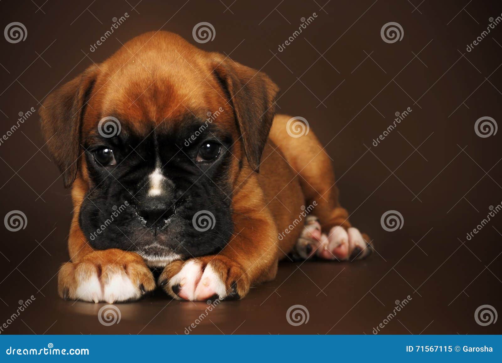 Sad Puppy Boxer Laid His Head on Paws Stock Image - Image of cute ...