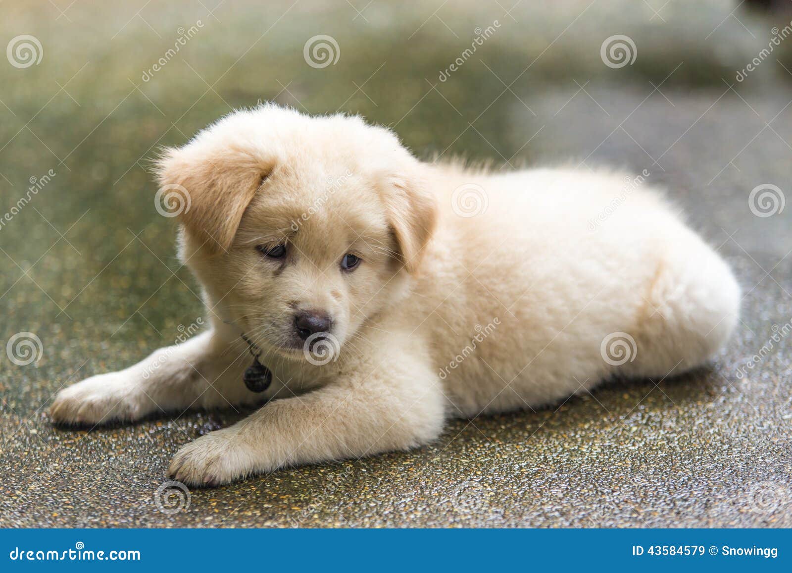 Sad puppy stock image. Image of expression, tired, adorable - 43584579