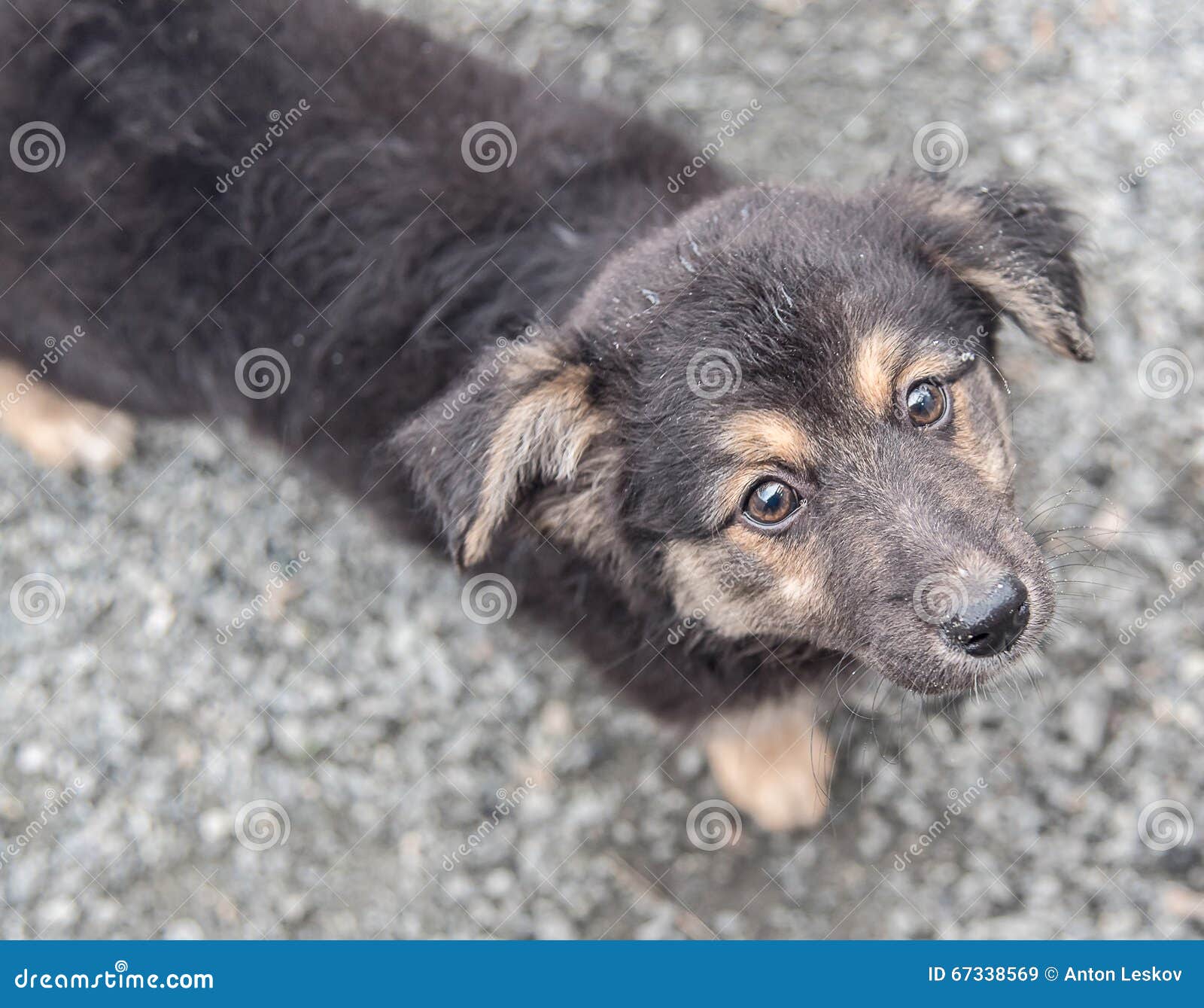 Sad puppy German shepherd stock image. Image of holder - 67338569