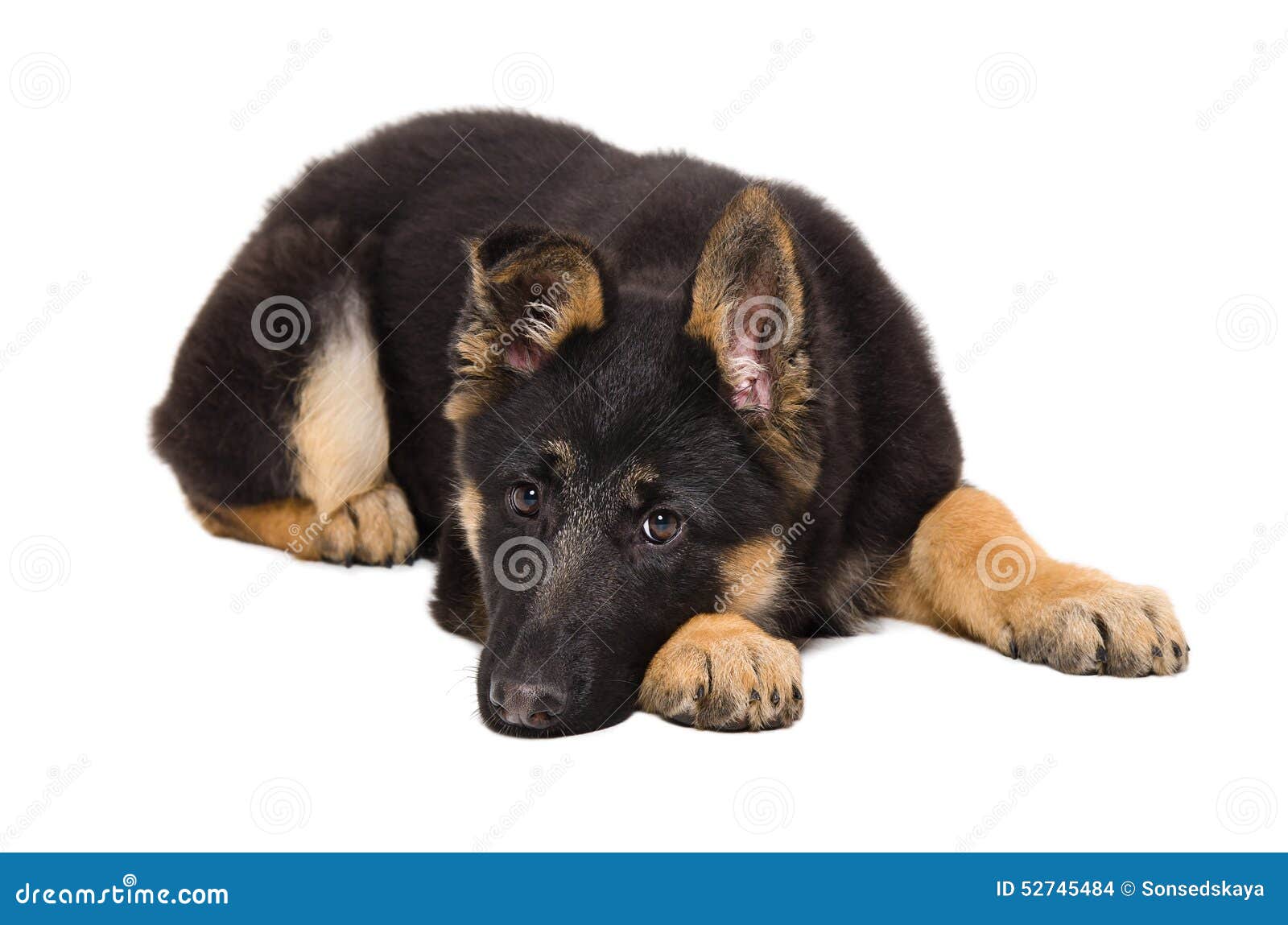 Sad puppy German Shepherd stock photo. Image of full - 52745484
