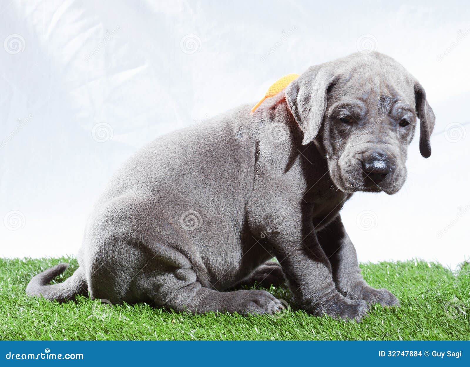 Sad puppy stock photo. Image of eyes, animal, young, grey - 32747884