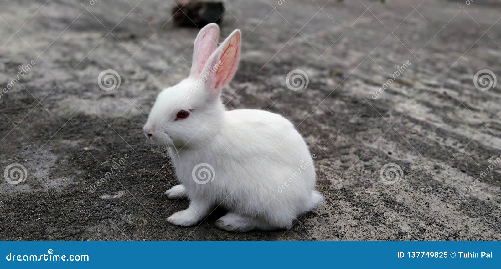 Sad Rabbit stock image. Image of alone, rabbit, lonely - 137749825