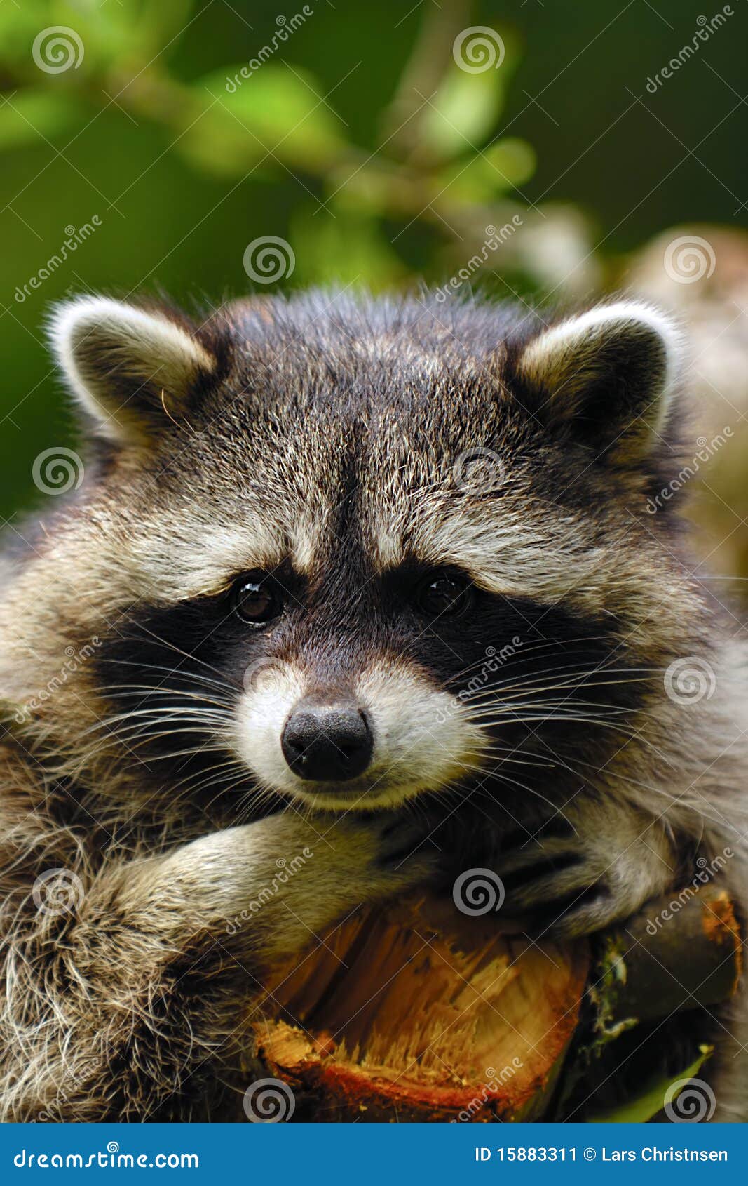 Sad raccoon stock image. Image of lotor, funny, raccoon - 15883311