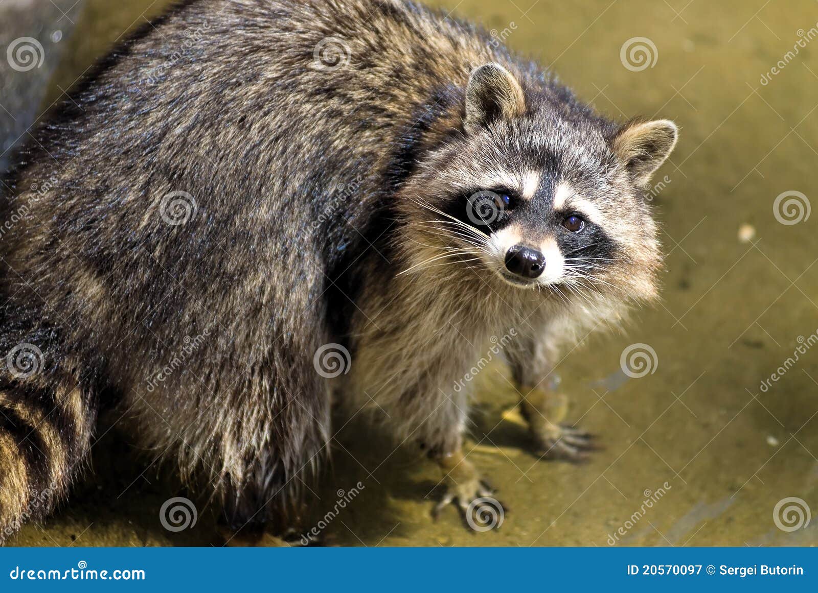 Sad raccoon stock image. Image of face, funny, expressive - 20570097