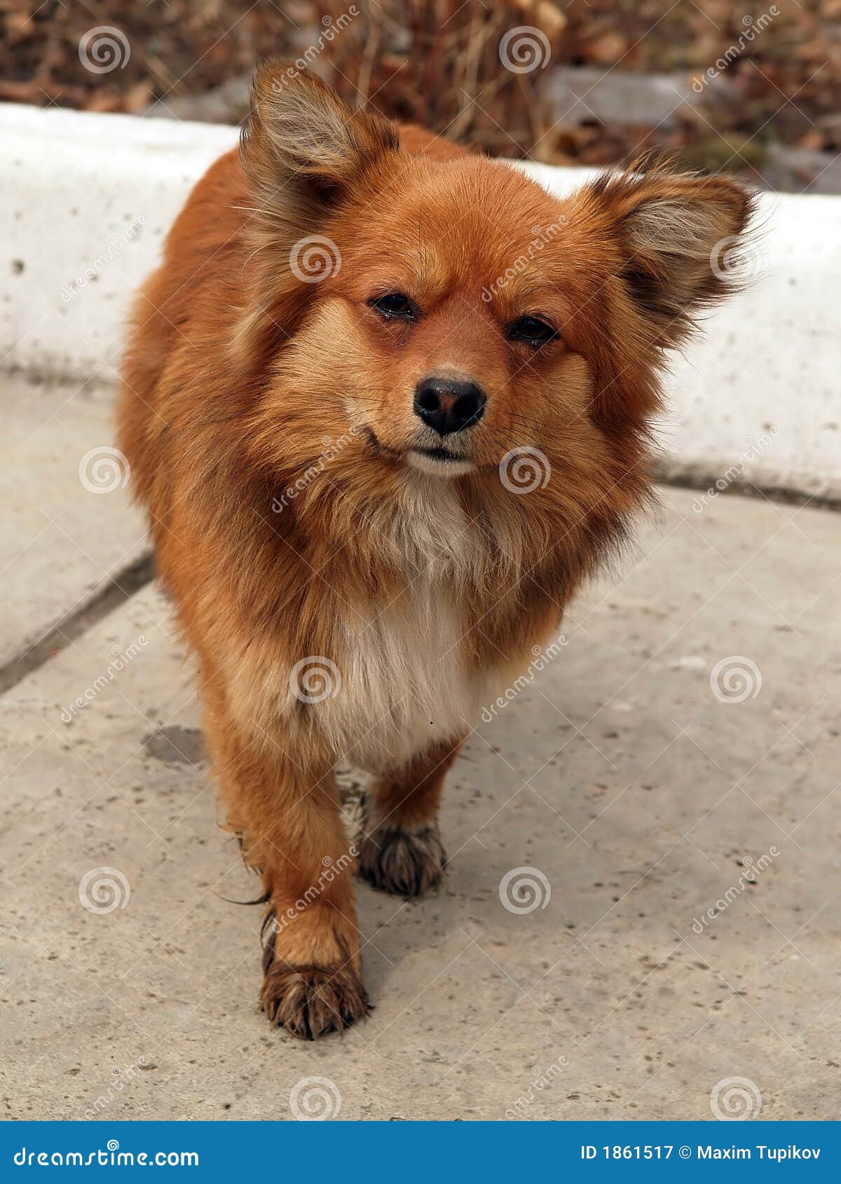 Sad red dog standing stock image. Image of chew, brown - 1861517