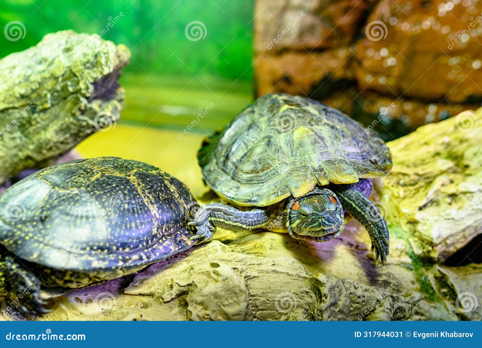 Sad Red-eared Turtles in the Zoo S Aviary. Stock Image - Image of ...