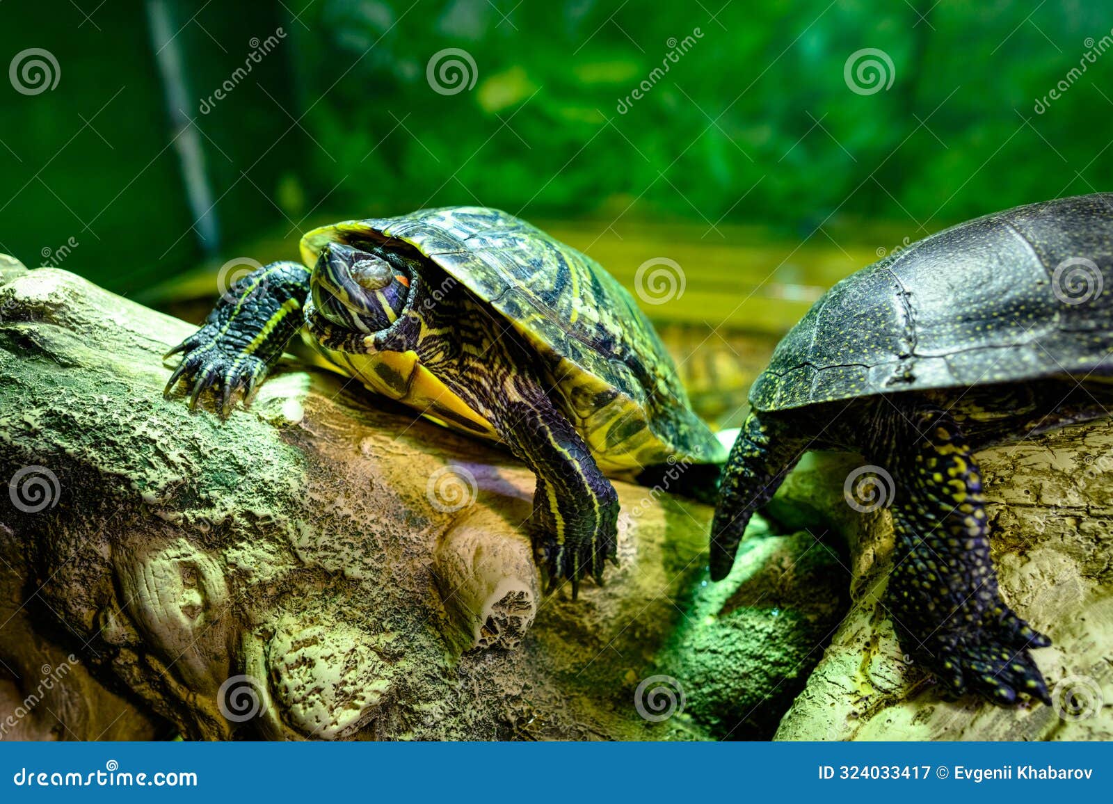 Sad Red-eared Turtles in the Zoo S Aviary. Stock Image - Image of shell ...