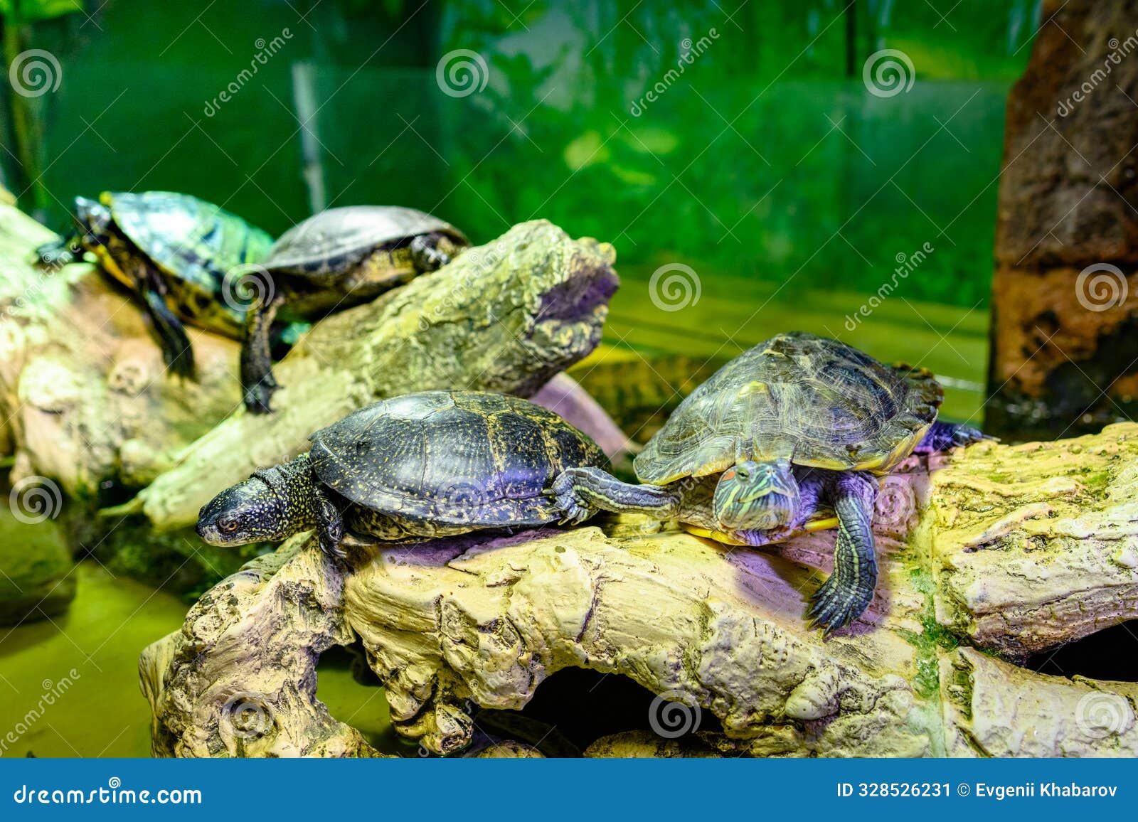 Sad Red-eared Turtles in the Zoo S Aviary. Stock Image - Image of ...