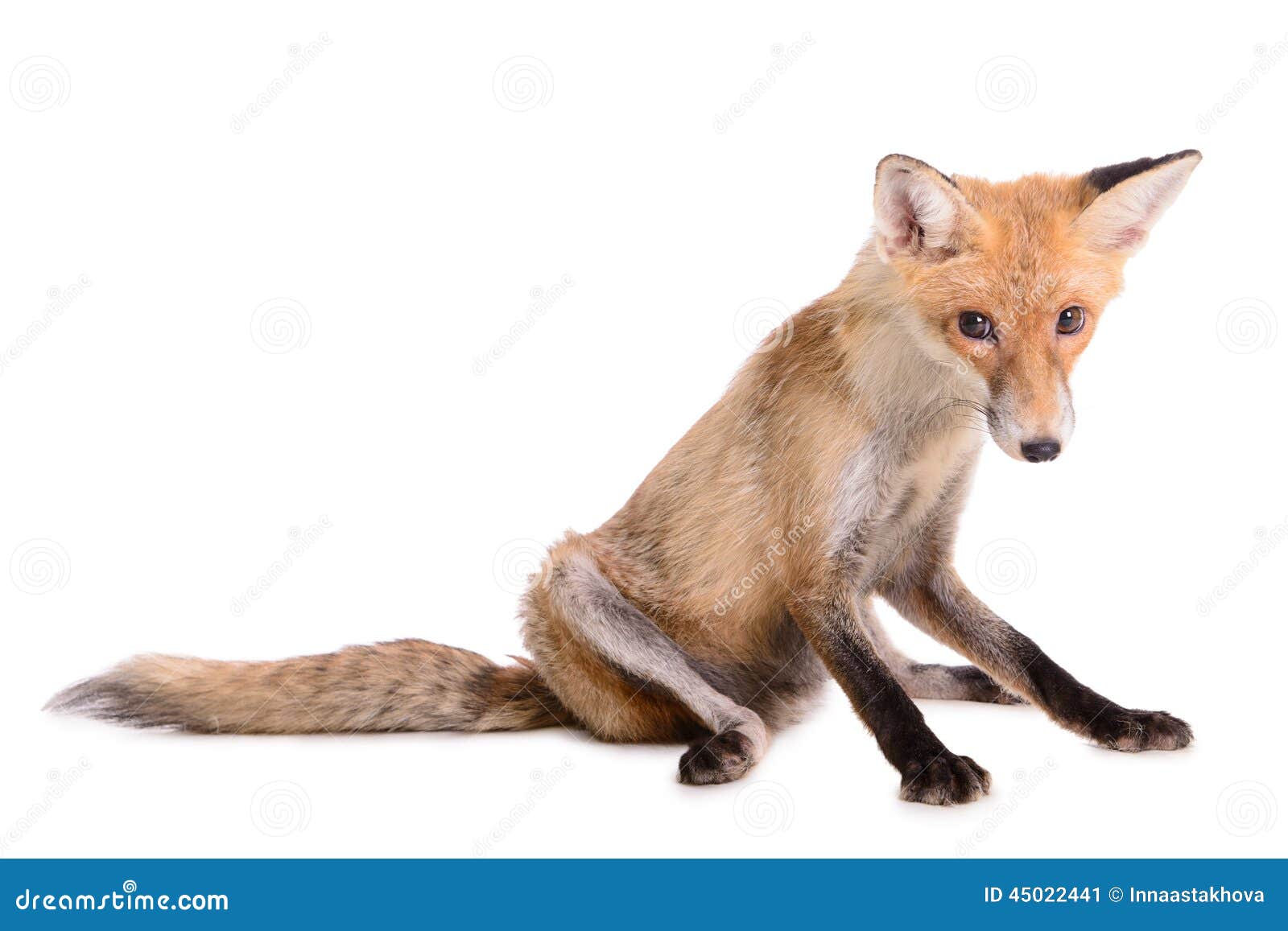 Sad red fox isolated stock image. Image of cute, cold - 45022441