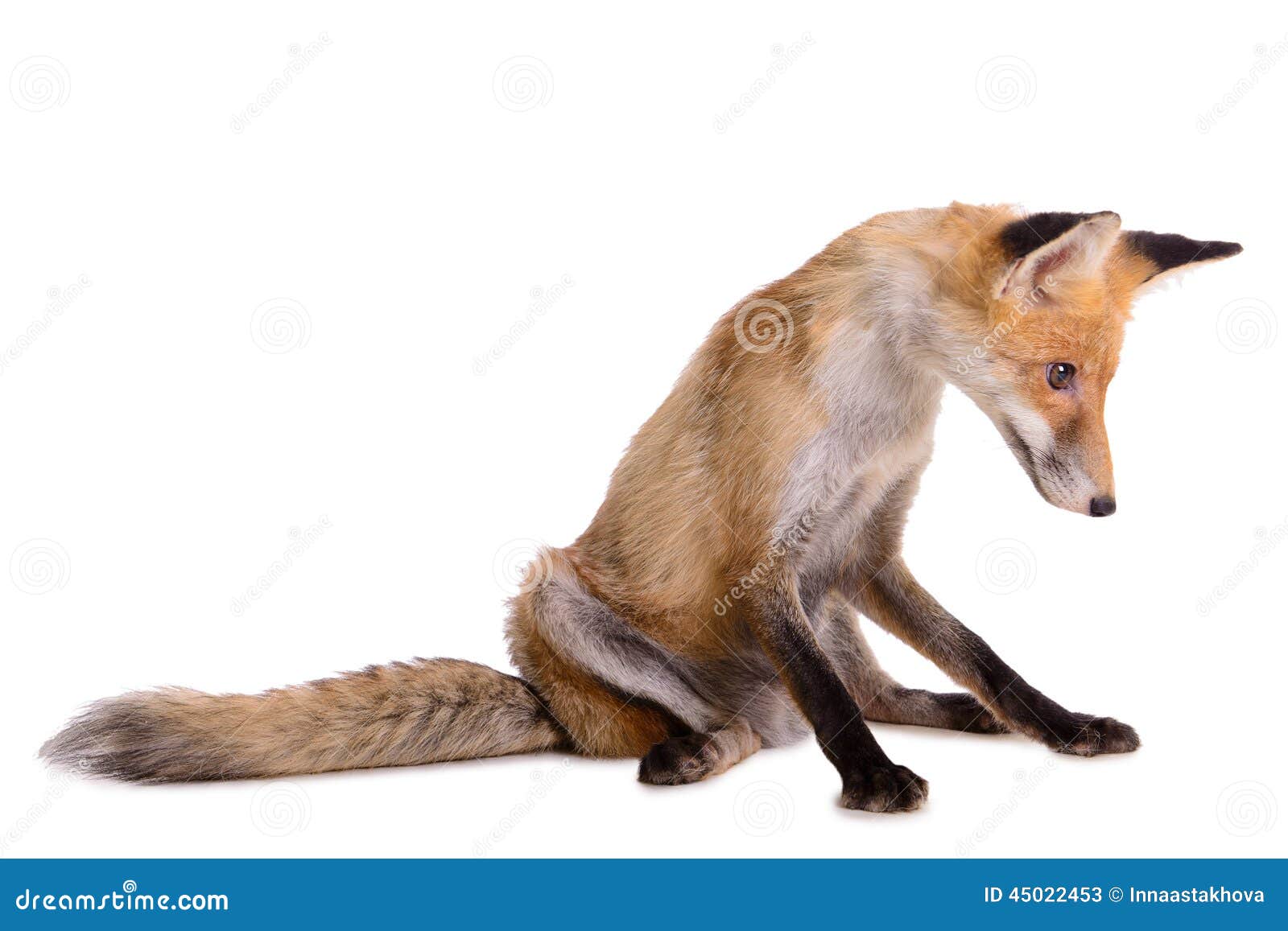 Sad red fox isolated stock image. Image of crafty, friendly - 45022453