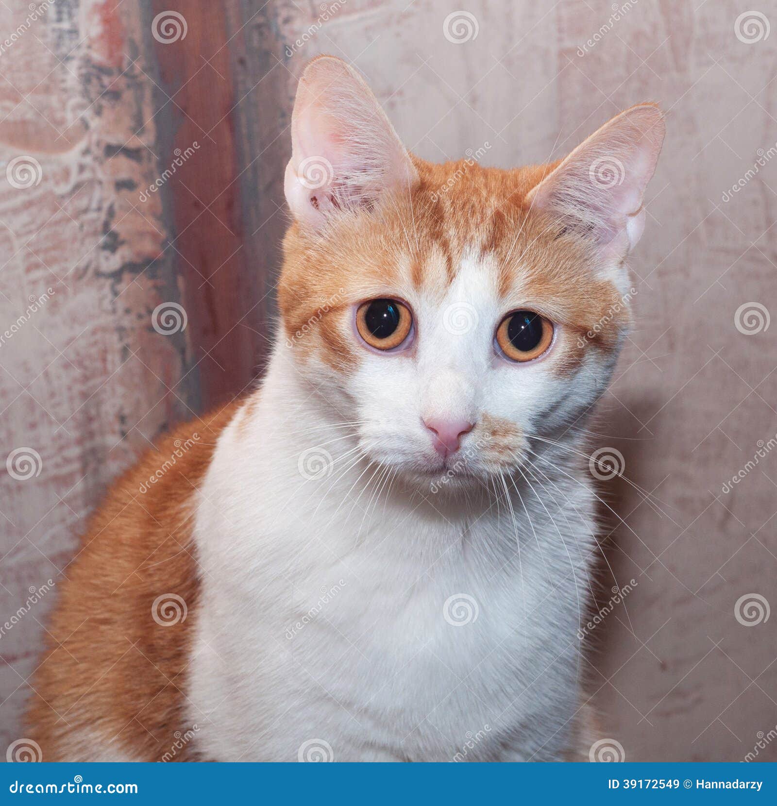 Sad Red-haired White Cat with Orange Eyes Stock Image - Image of white ...