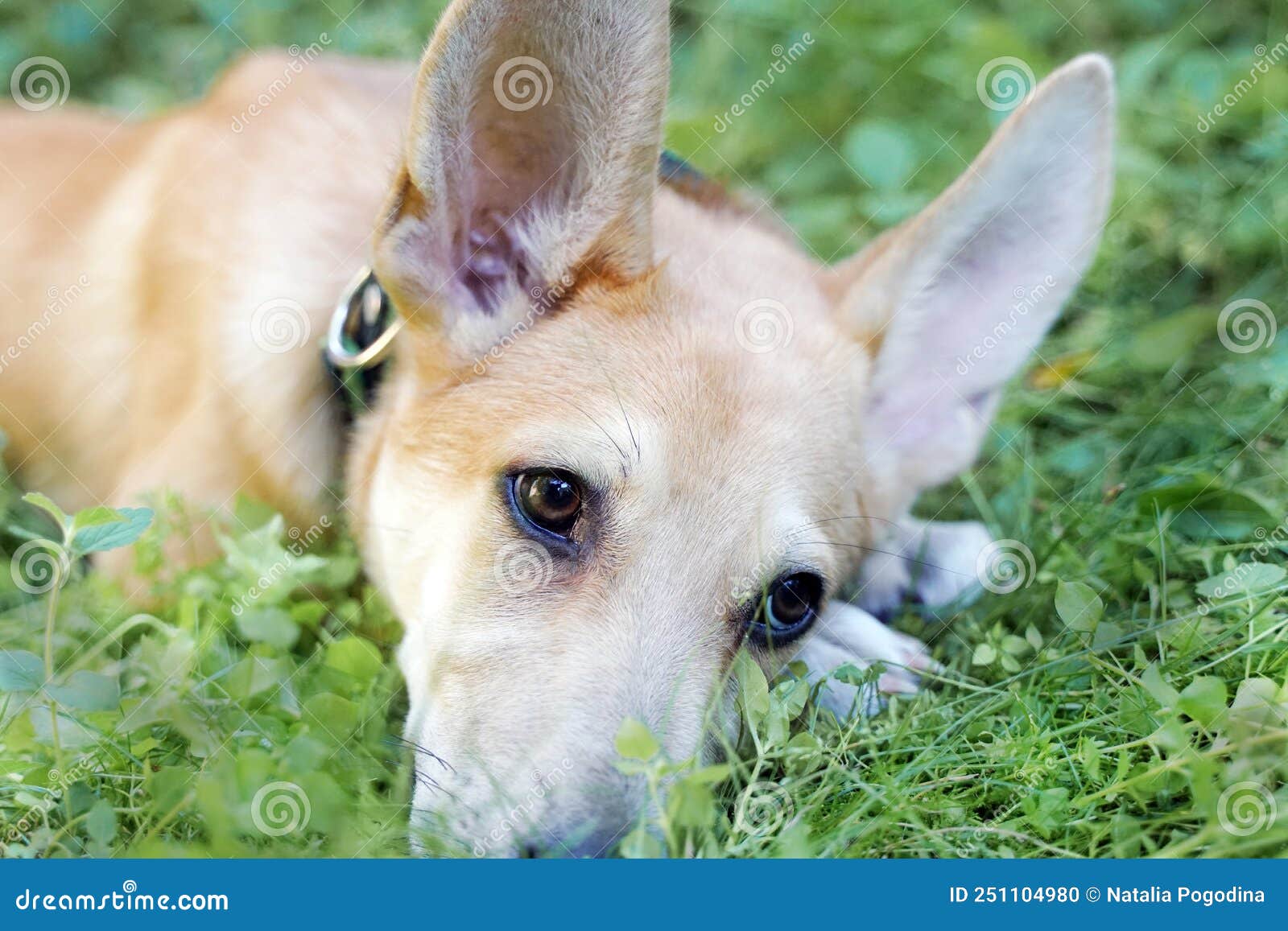 Sad Red Puppy Lies on the Grass Stock Photo - Image of domestic, nature ...