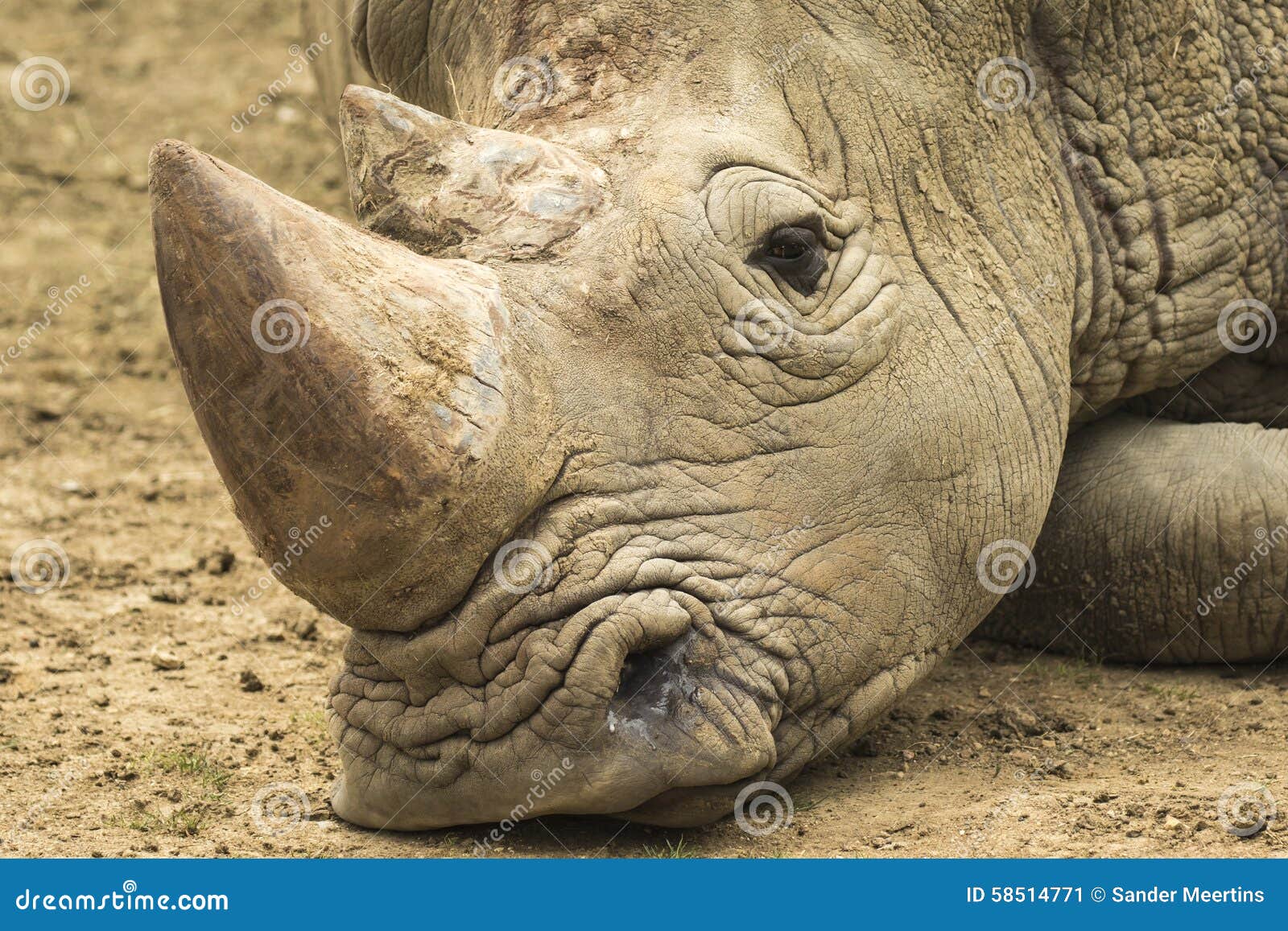 Sad Rhino stock image. Image of nature, portrait, horn - 58514771
