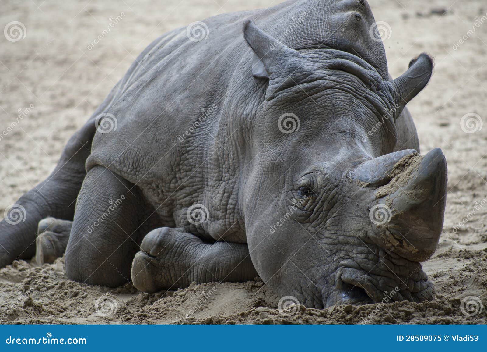 A Sad Rhino Lying on the Sand. Stock Image - Image of gray, rhinoceros ...