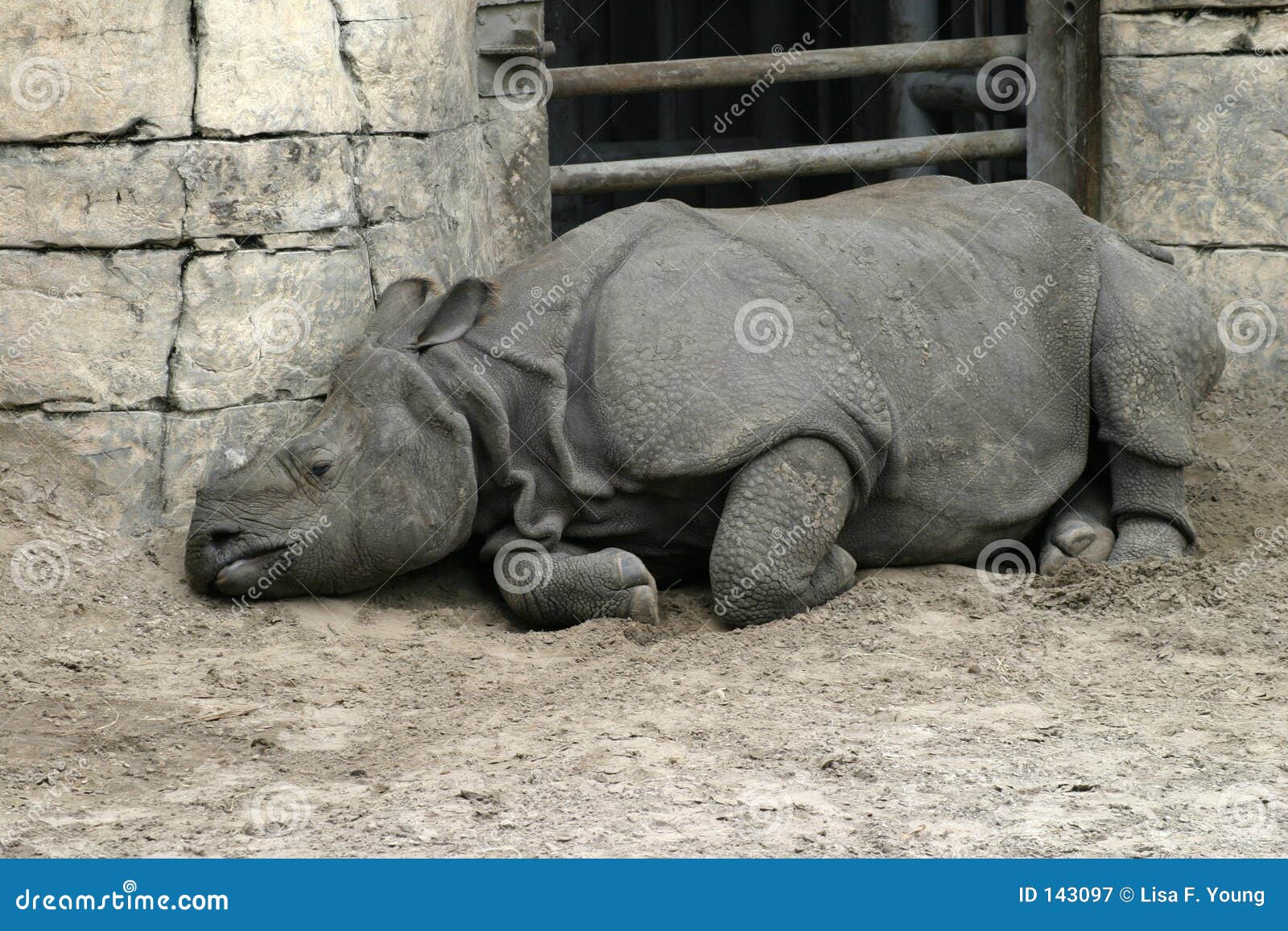 Sad Rhinoceros stock image. Image of animal, missing, horn - 143097