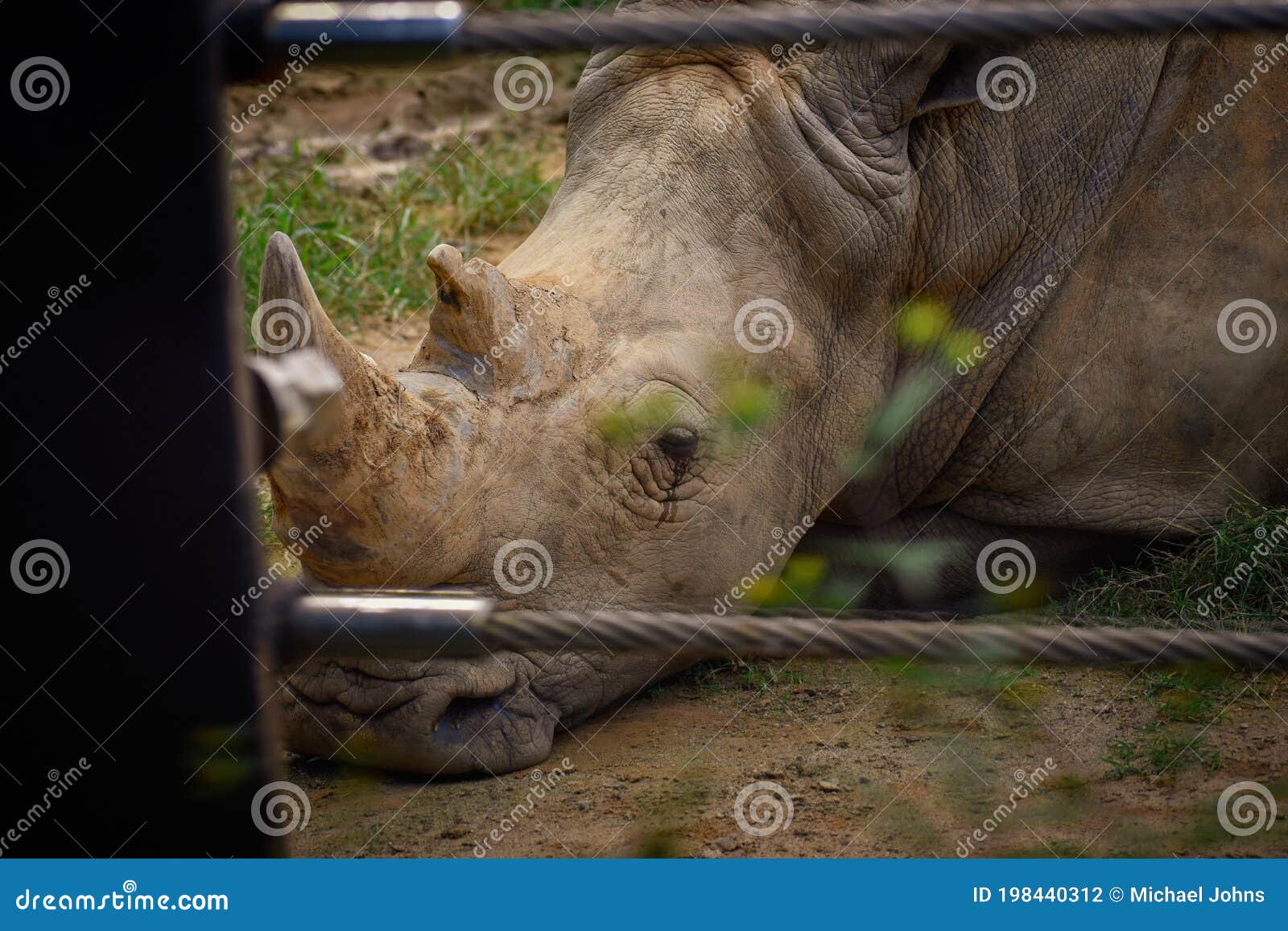 Sad rhinoceros stock photo. Image of rhinoceros, rhino - 198440312