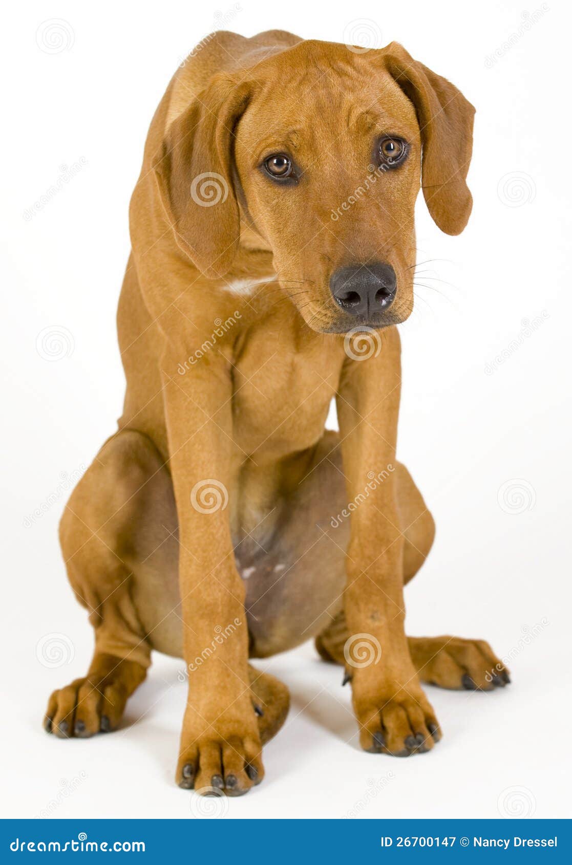 Sad Rhodesian Ridgeback Female, 5 Month Old Stock Image - Image of ...
