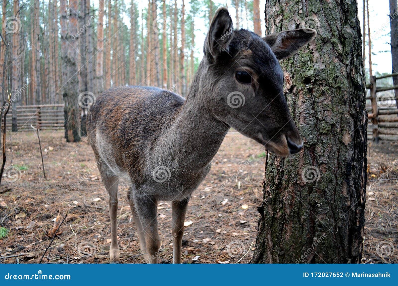 A Sad Roe Deer Stands Near a Tree in a Large Aviary Stock Photo - Image ...