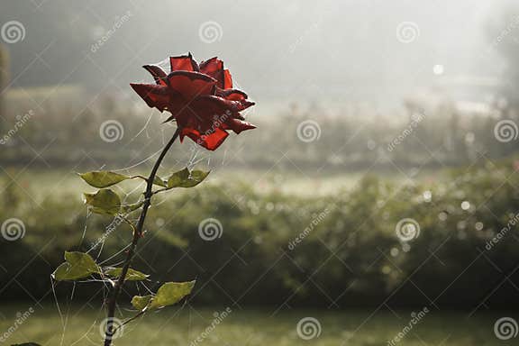 Sad rose stock photo. Image of decline, depression, gloomy - 21788186