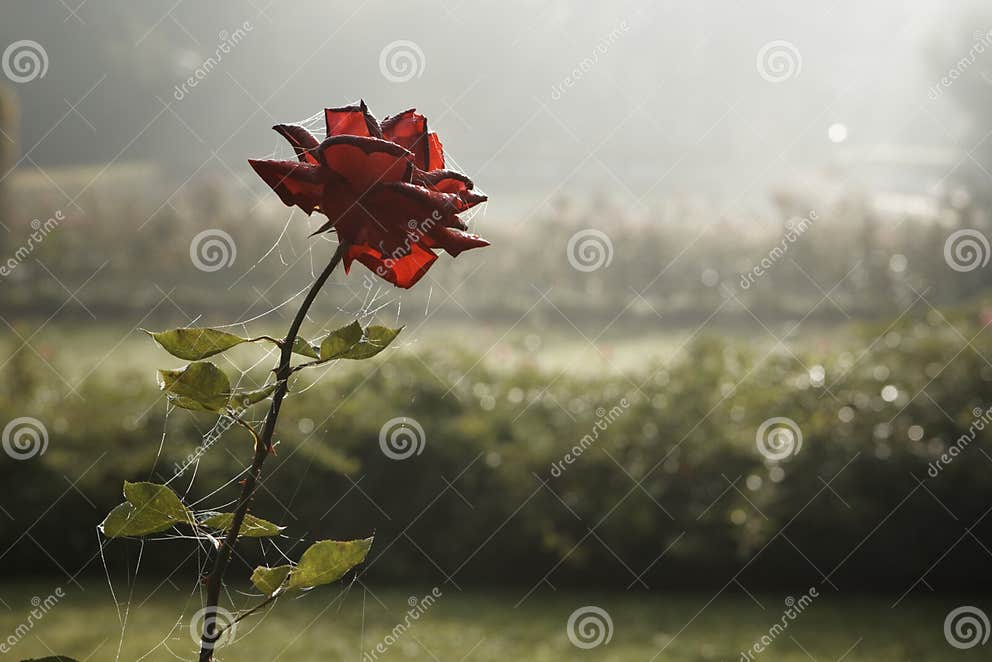 Sad rose stock photo. Image of decline, depression, gloomy - 21788186