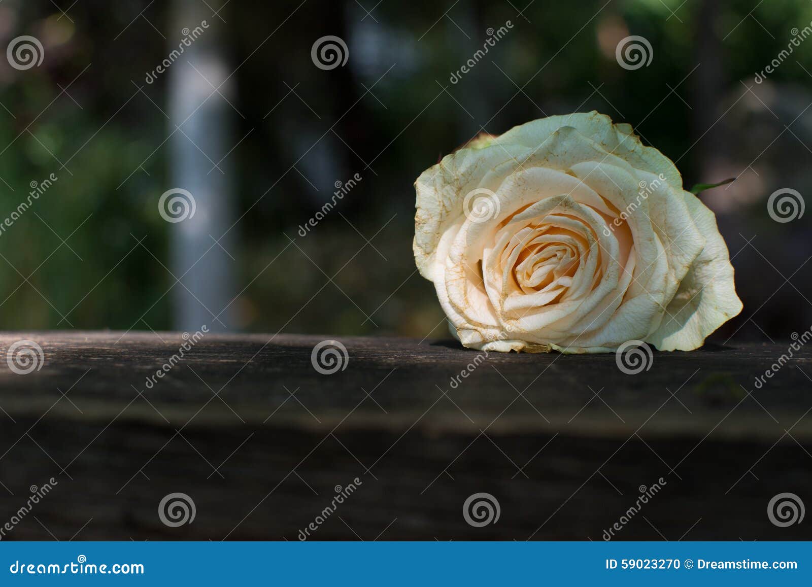 Sad Rose stock photo. Image of nature, waiting, white - 59023270