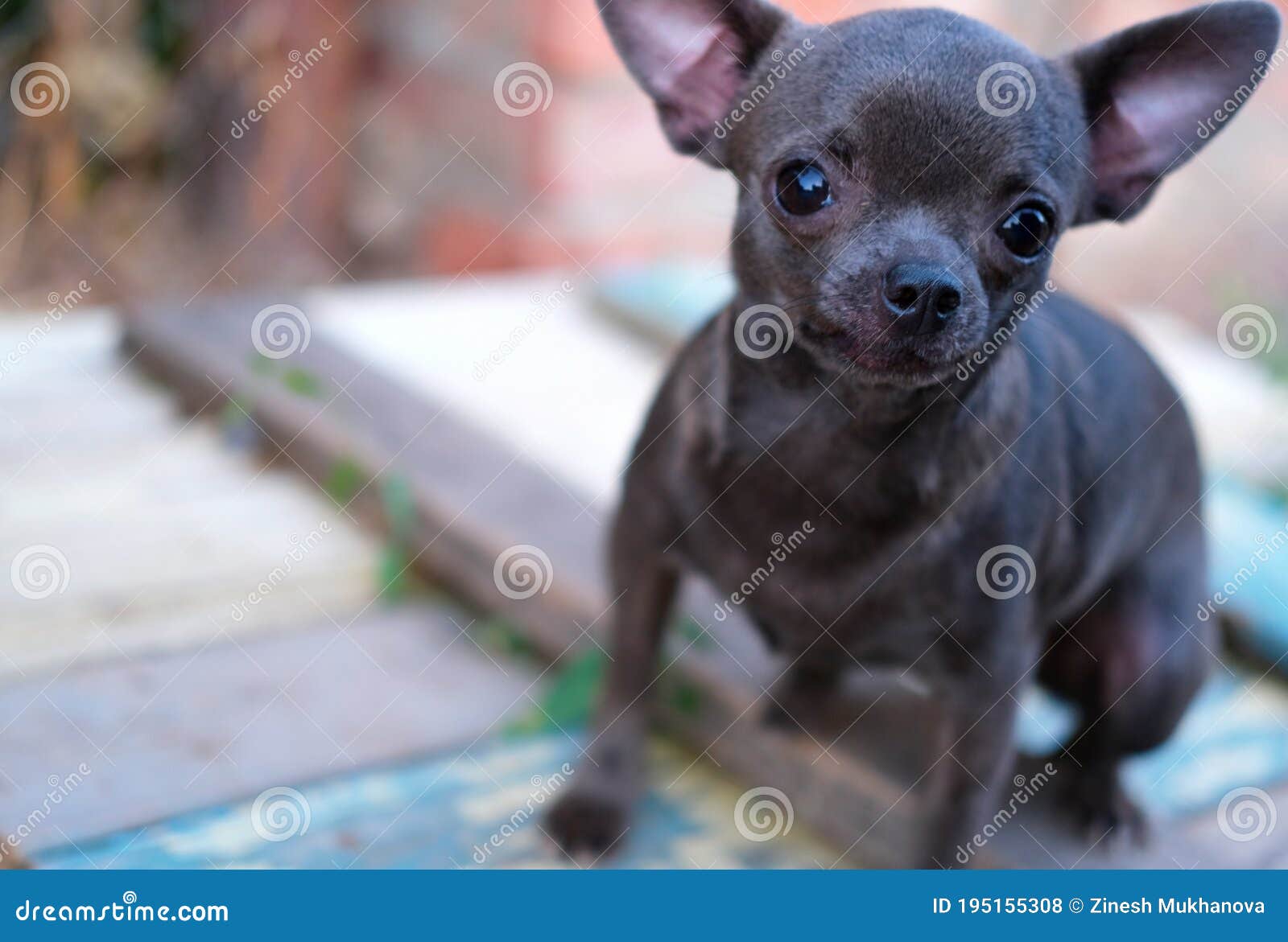 Scared Chihuahua Rescue Dog On White Stock Photo | CartoonDealer.com ... Scared Chihuahua Rescue Dog On White Stock Photo | CartoonDealer.com ...
