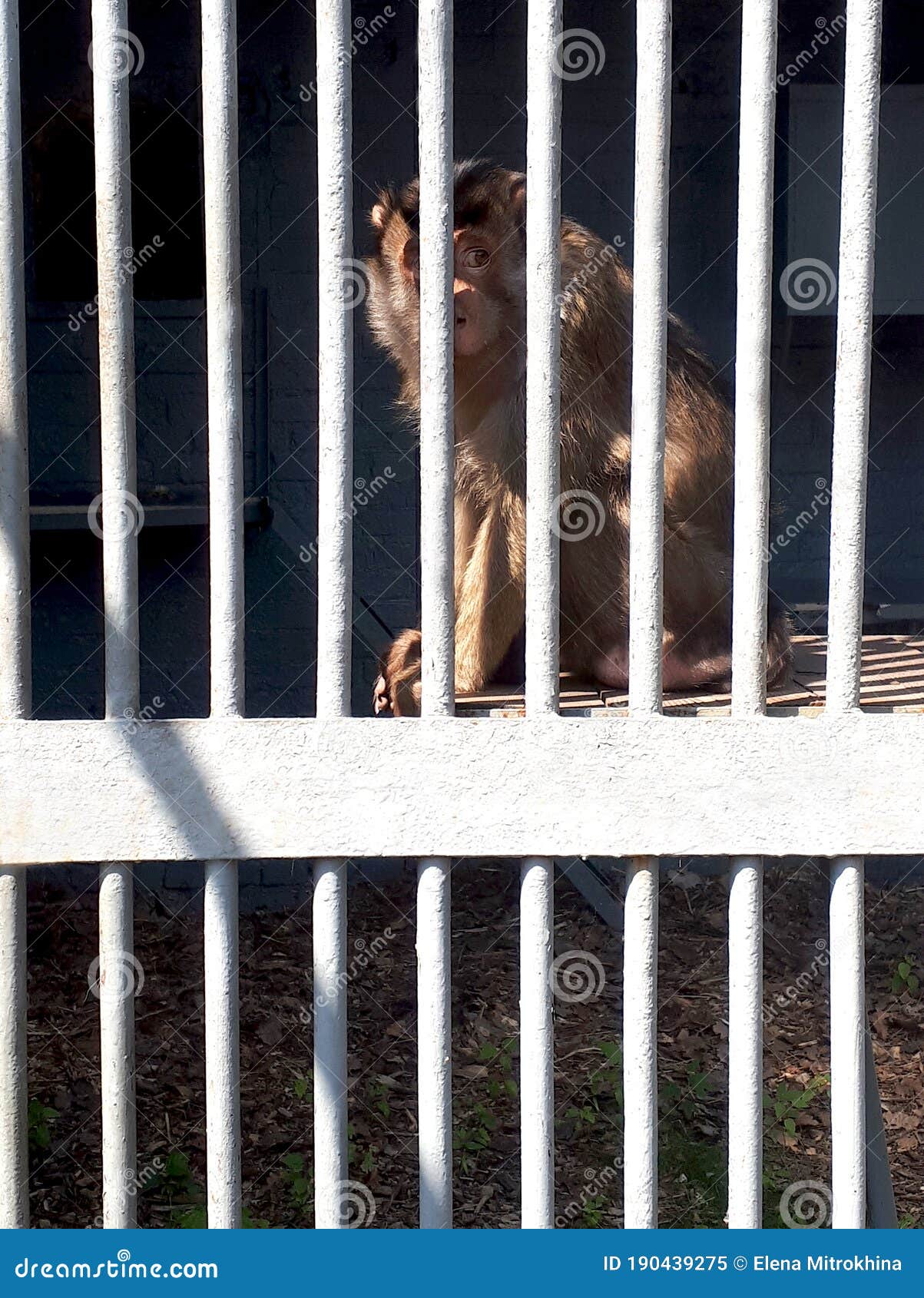 A Sad and Scared Monkey Behind Bars. Animal in the Zoo. the Concept of ...