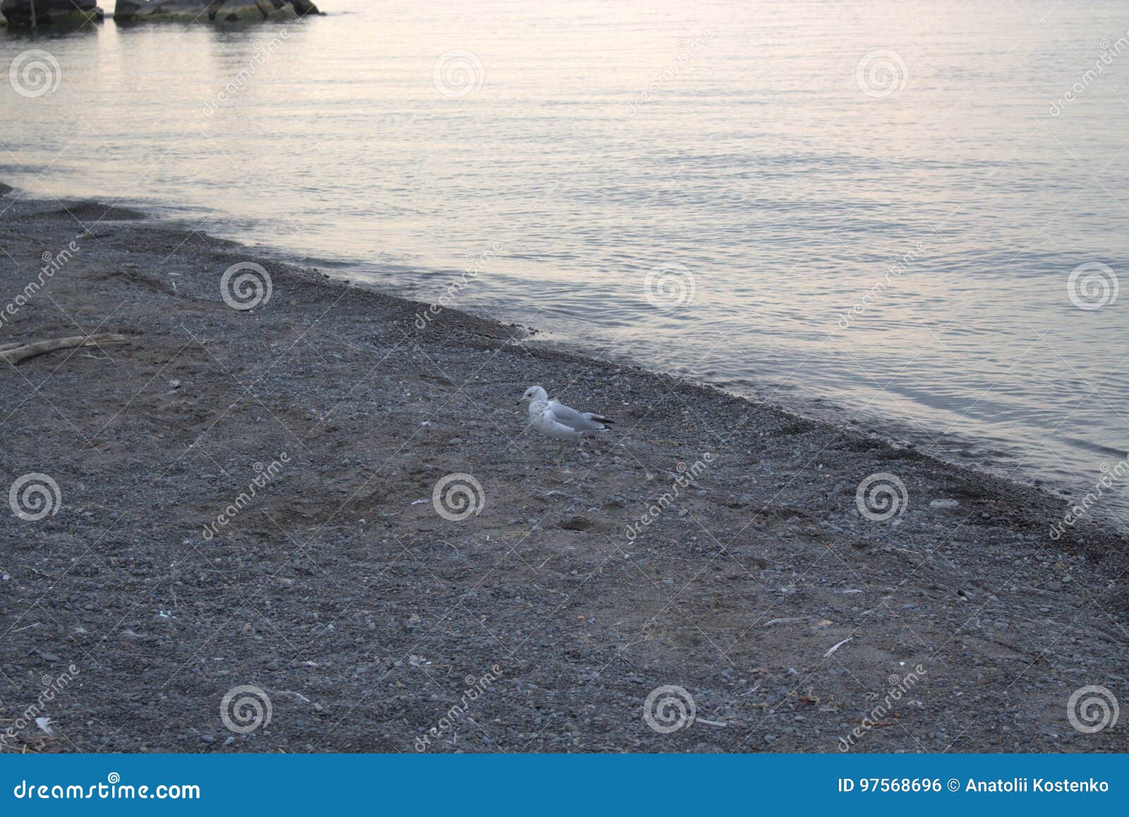 205 Sad Seagull Photos - Free & Royalty-Free Stock Photos from Dreamstime