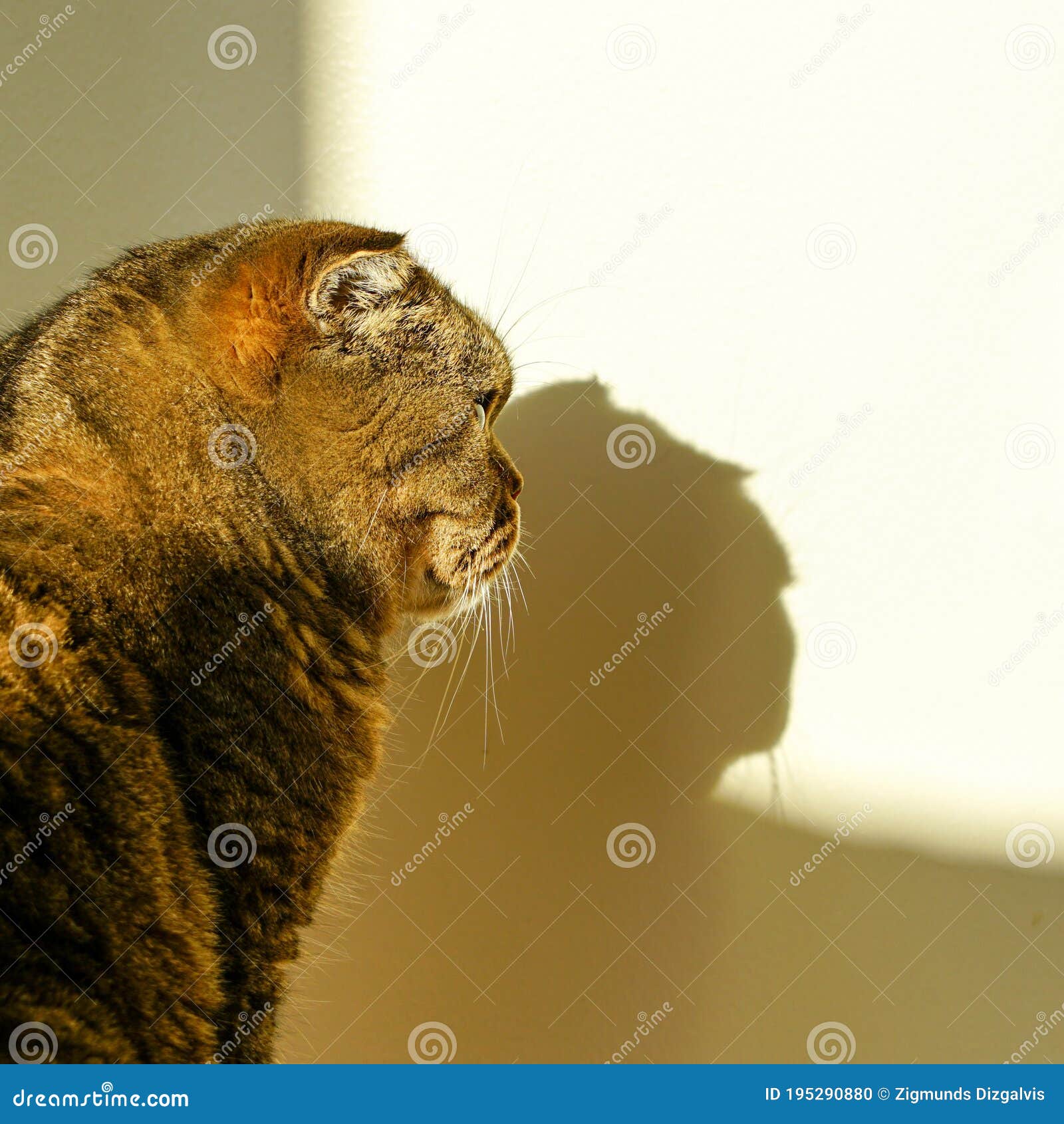 Sad Serious Scottish Fold Cat Looking at the Wall Stock Photo - Image ...