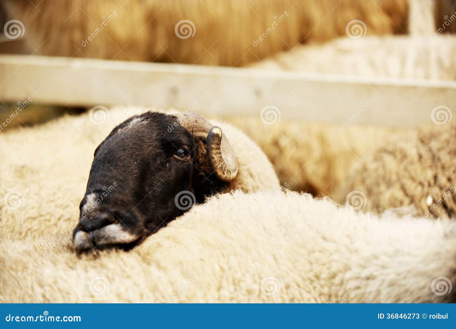 Sad sheep in a farm stock image. Image of husbandry, horns - 36846273