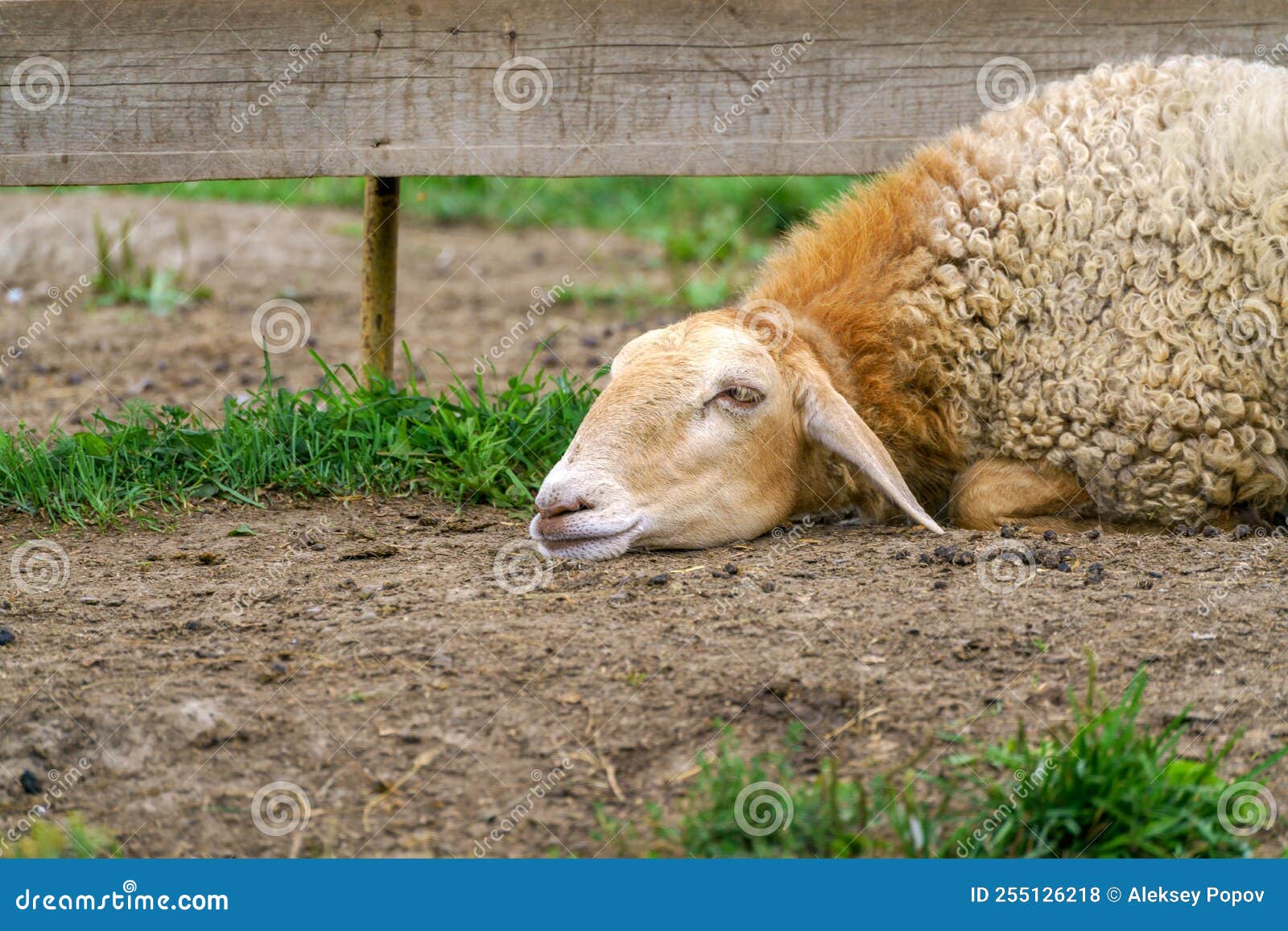 Sad Sheep Lies on the Ground. Stock Photo - Image of pacific, meadow ...