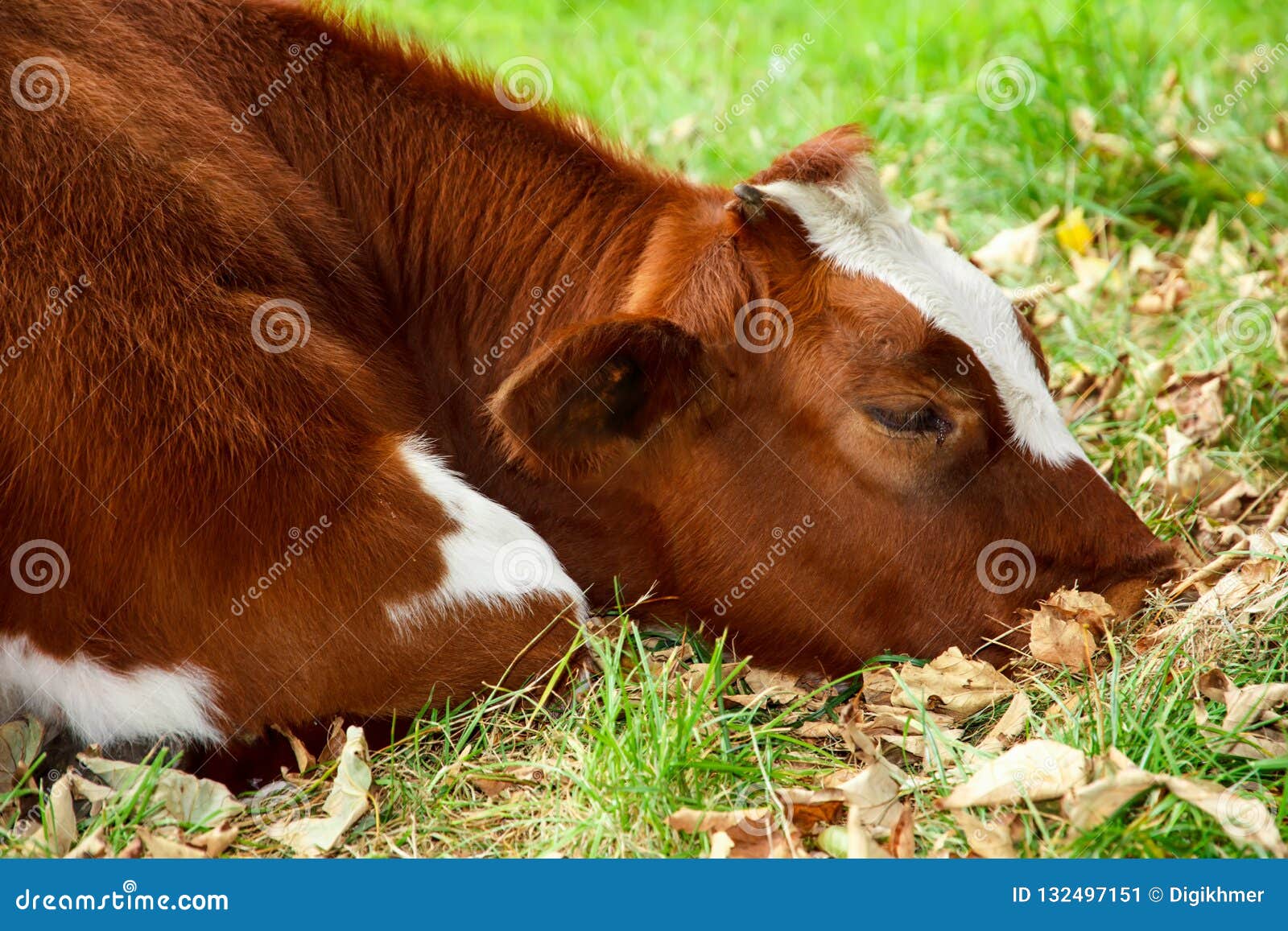 Sad and Sick Cattle, Brown and White Cow Stock Image - Image of organic ...